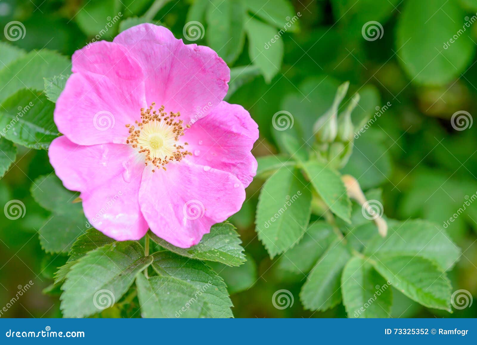 Wild rose flower stock photo. Image of flora, macro, fresh - 73325352