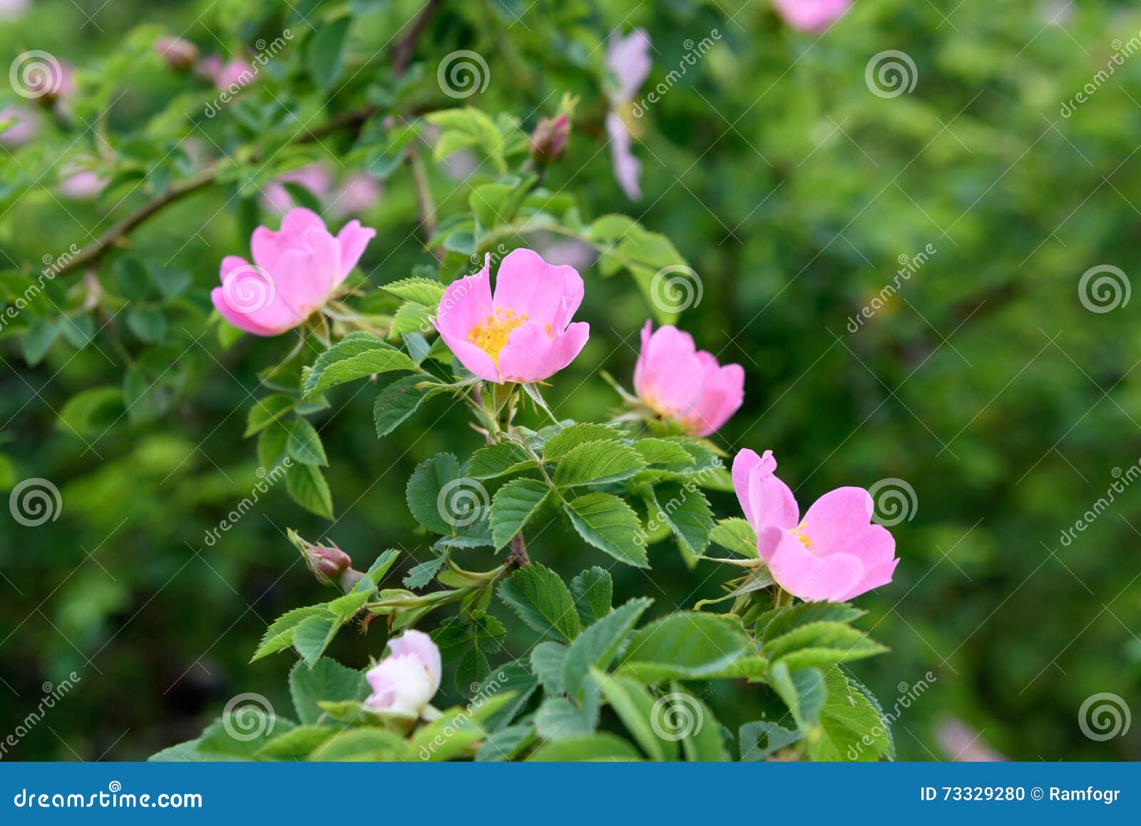 Wild rose flower stock photo. Image of cute, garden, flower - 73329280