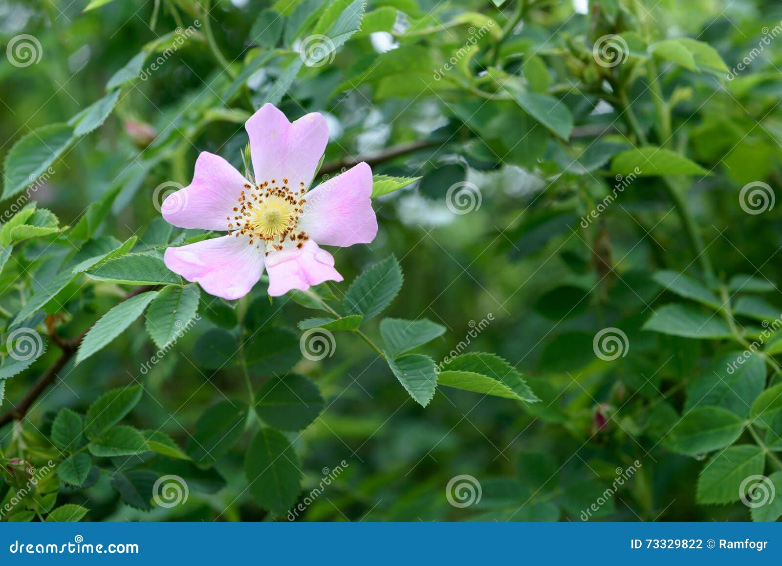 Wild rose flower stock photo. Image of aroma, garden - 73329822
