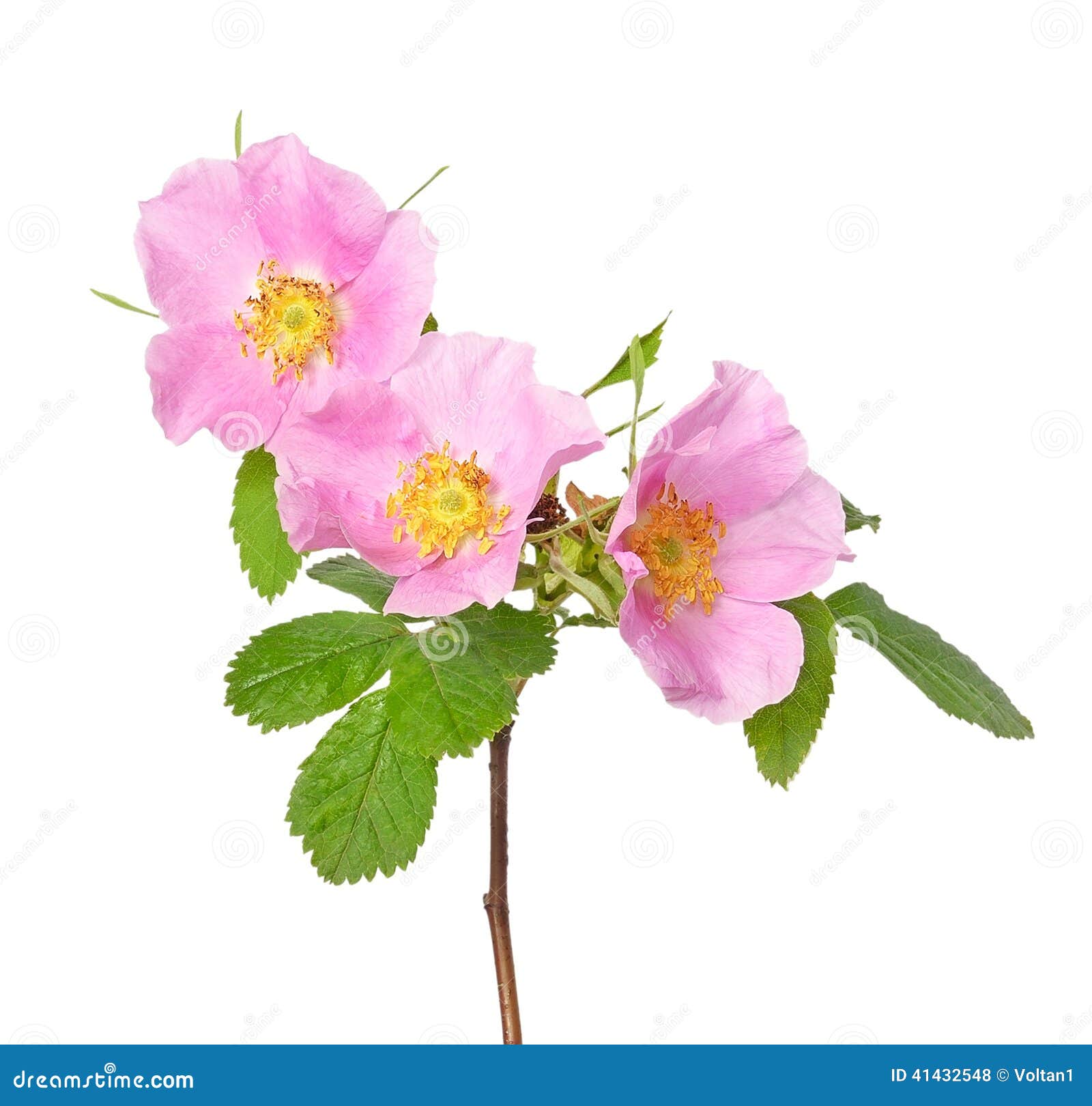 Wild rose flower stock photo. Image of medicinal, natural - 41432548