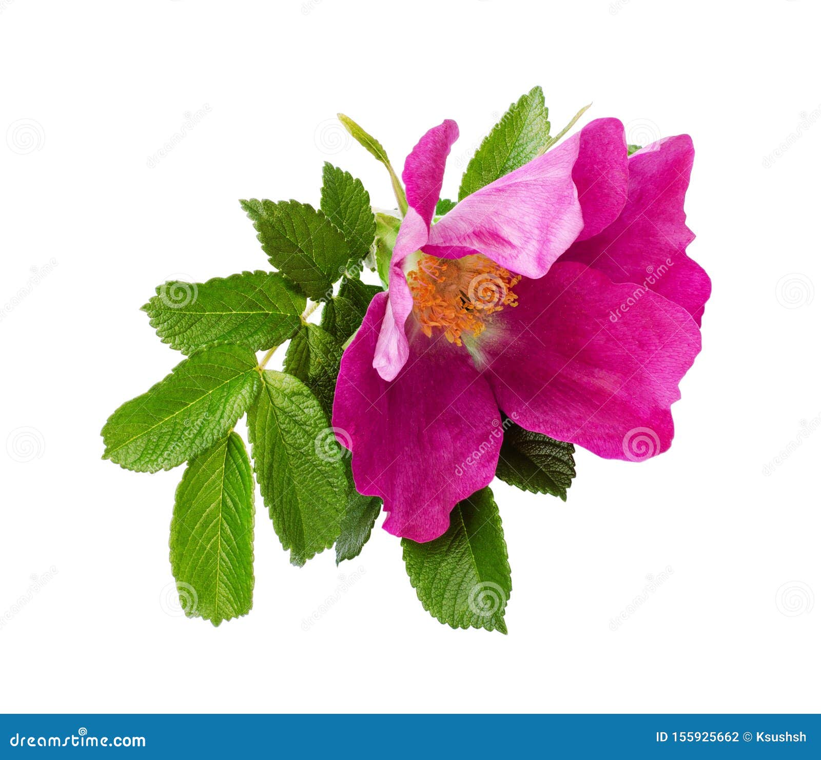 Wild-rose Flower and Leaves Stock Photo - Image of beautiful, green ...