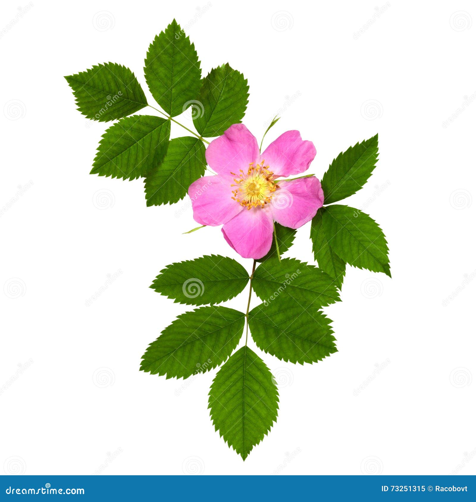 Wild Rose Flower with Leaves Stock Image - Image of pink, plant: 73251315