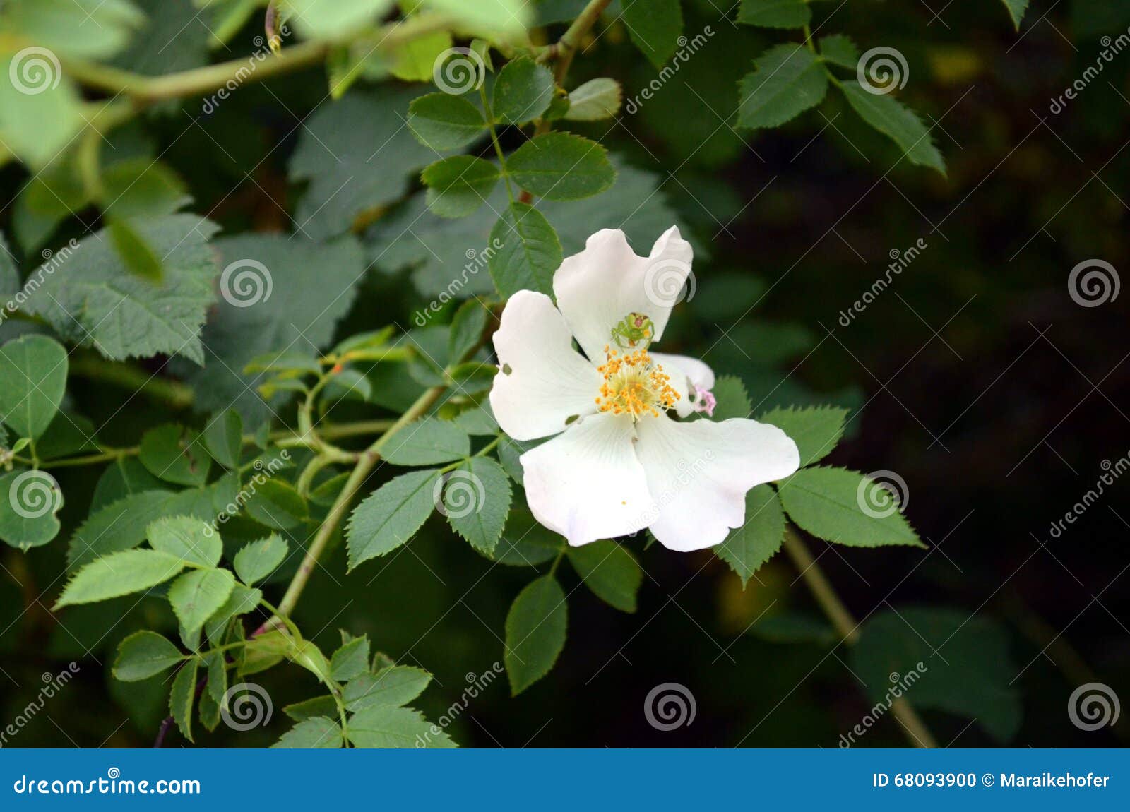 Wild Rose Flower and Leaves Isolated Stock Photo - Image of blurred ...