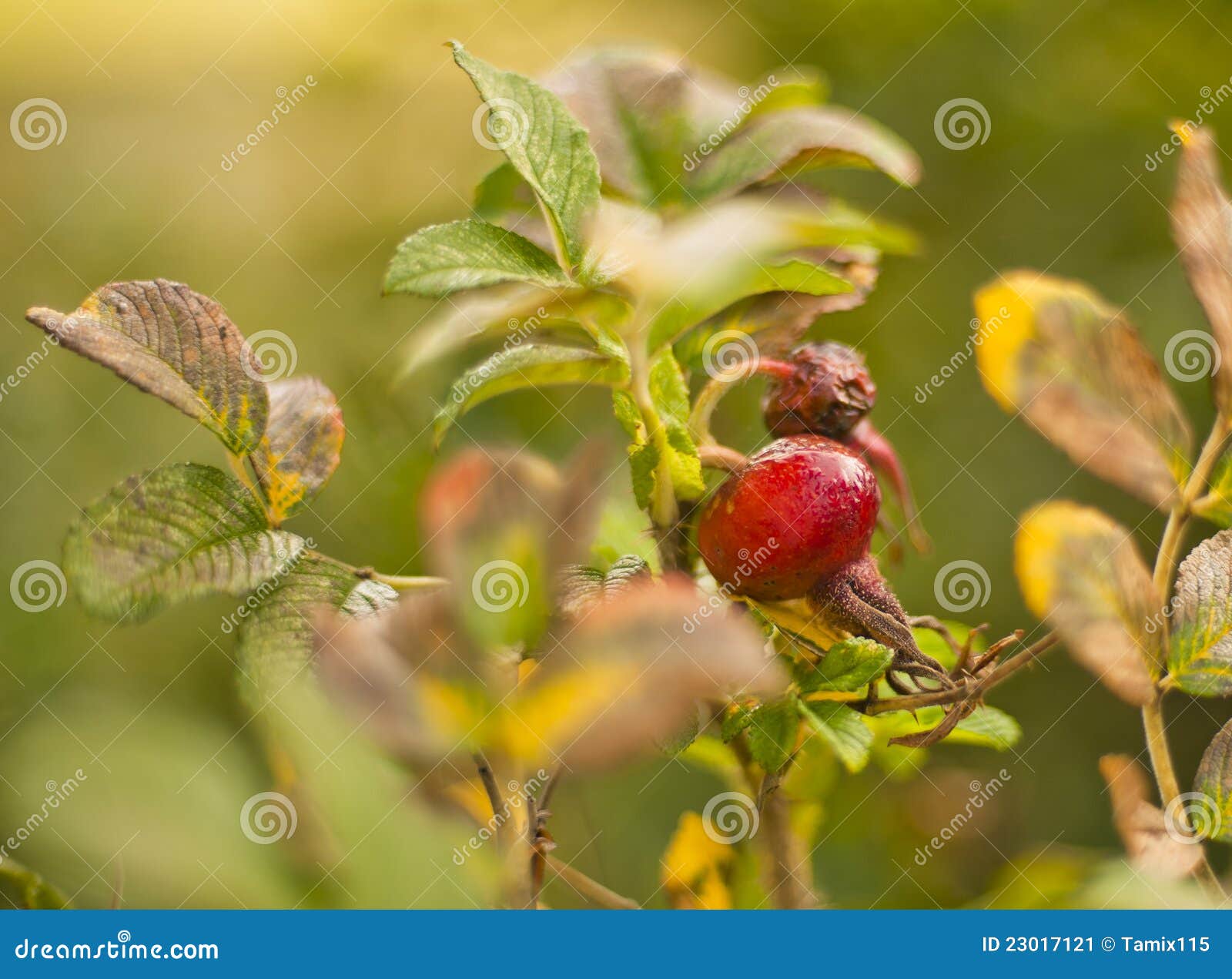 Wild Rose: Flowers and Fruits Stock Image - Image of botanic, herb ...
