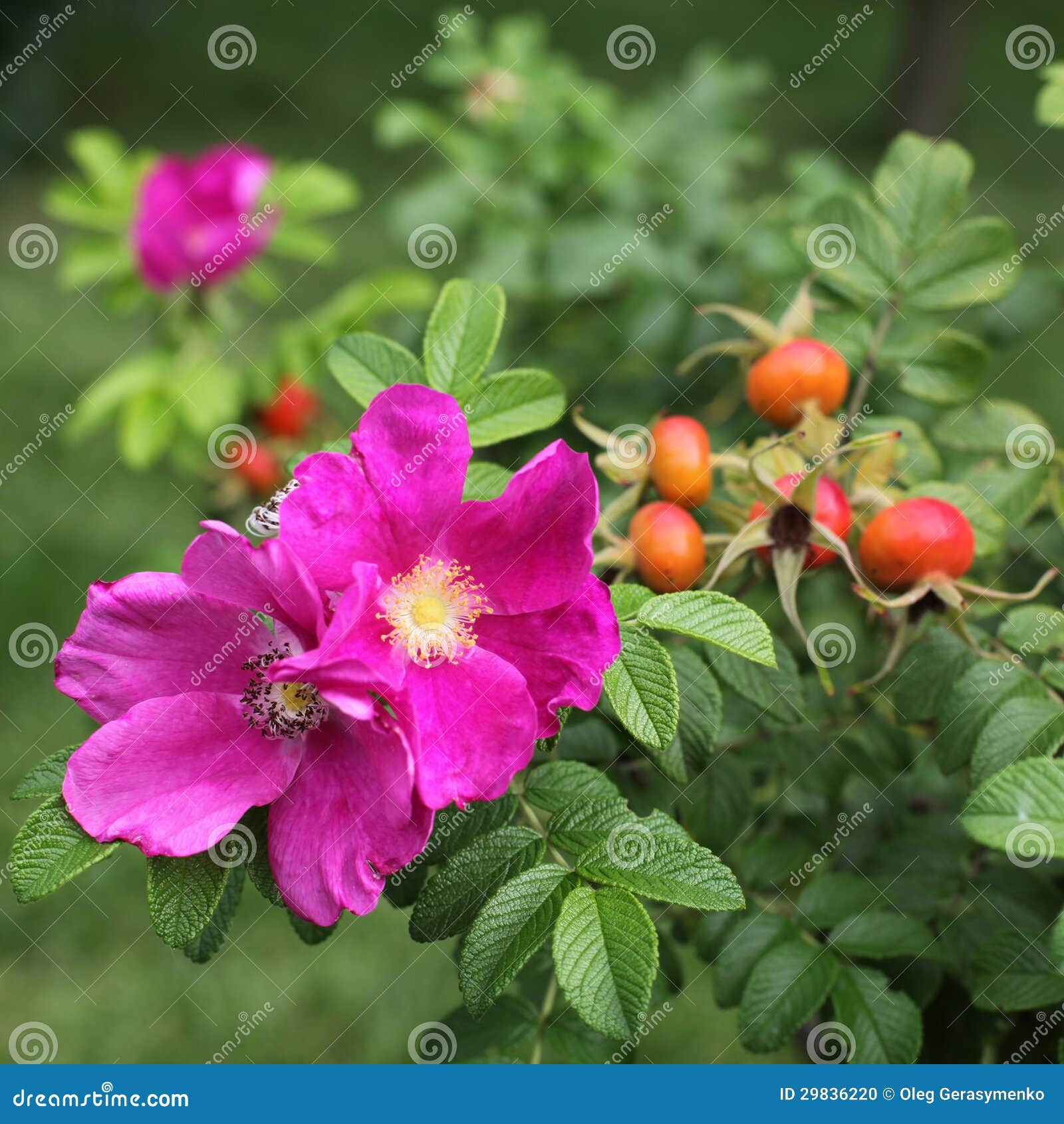 Wild rose stock photo. Image of health, sweet, wholesome - 29836220