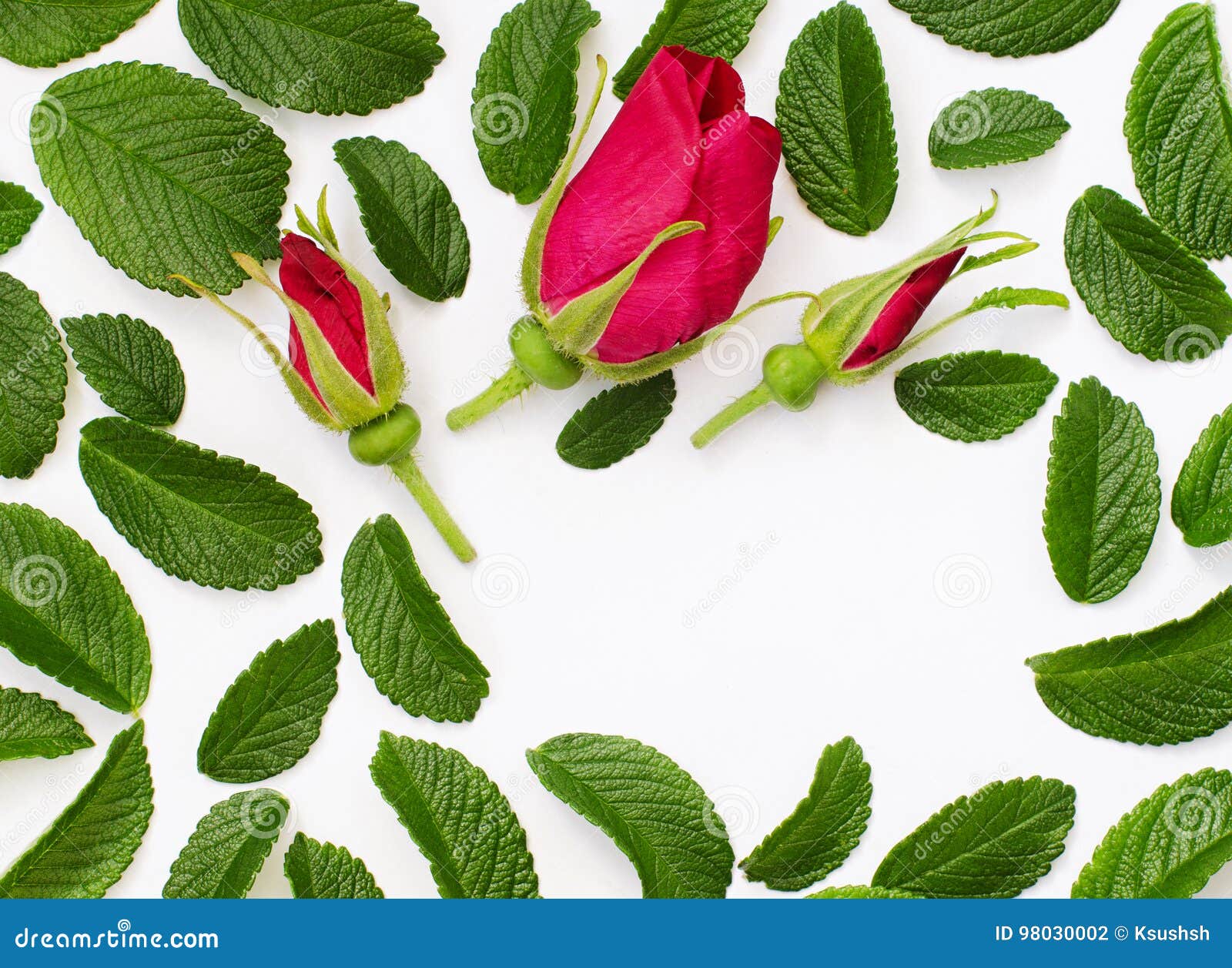 Wild Rose Flowers and Leaves Stock Photo - Image of spring, background ...