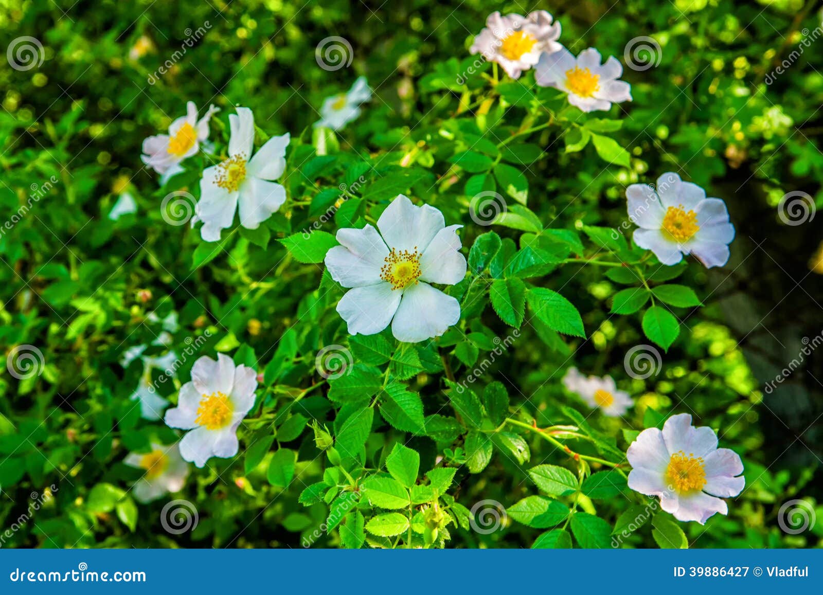 Wild rose3 stock image. Image of outdoors, botany, beauty - 39886427