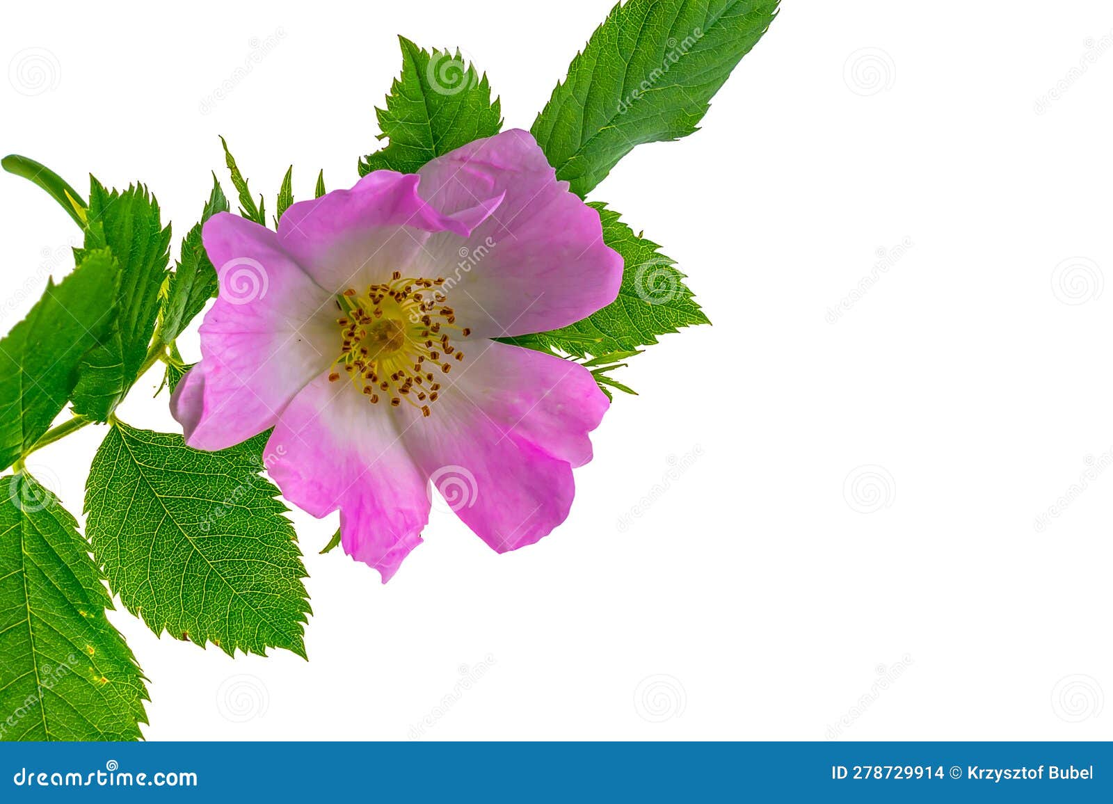 Wild Rose Flowers on White Isolated Background Stock Photo - Image of ...