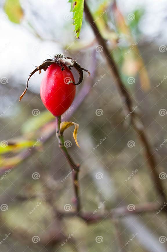 Wild rose fruit stock photo. Image of natural, plant - 27810628