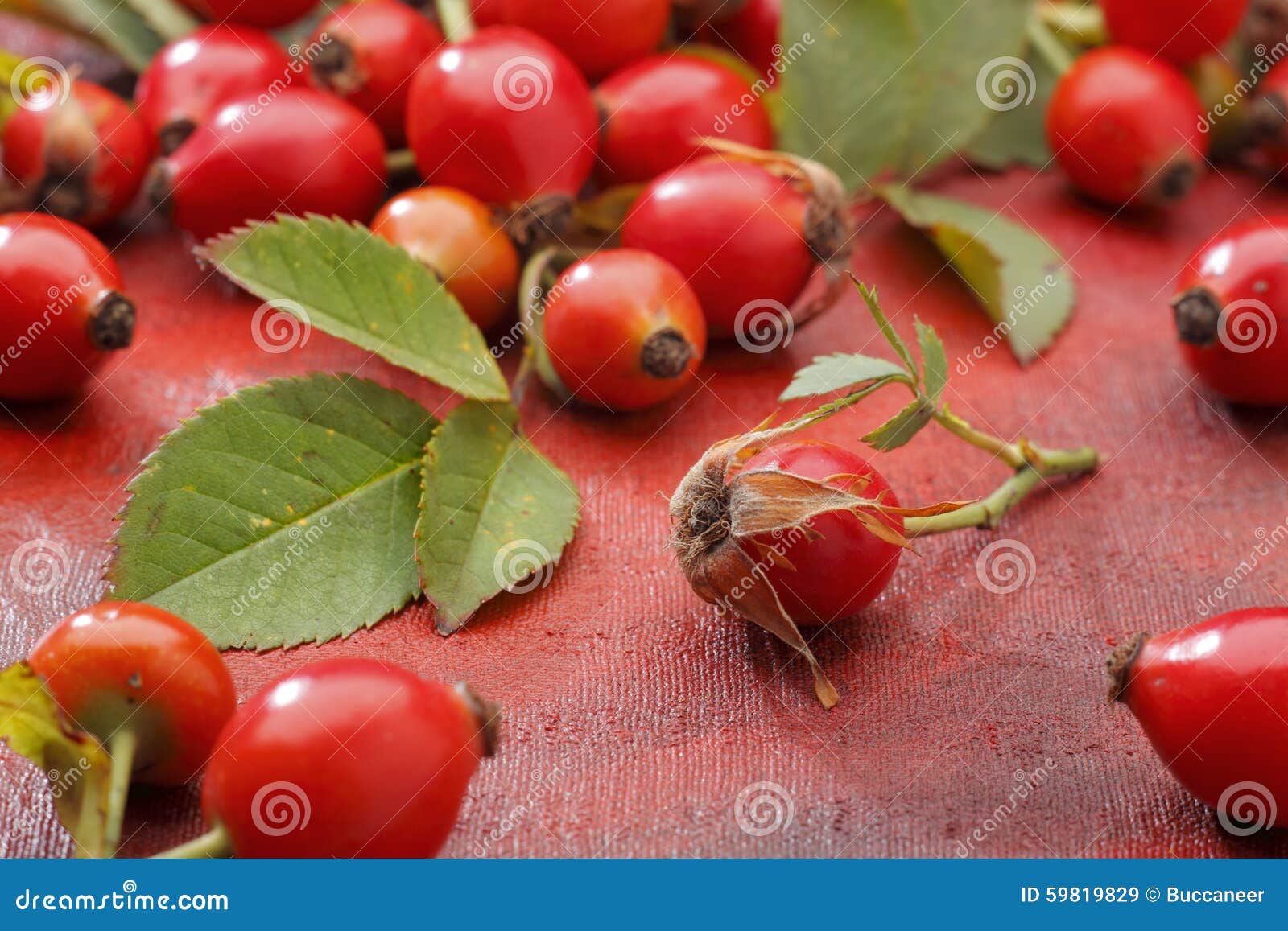 Rose Hip Fruits Background Stock Photography | CartoonDealer.com #201166796