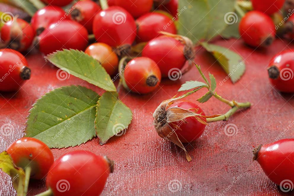 Wild rose fruits stock image. Image of textile, canina - 59819829