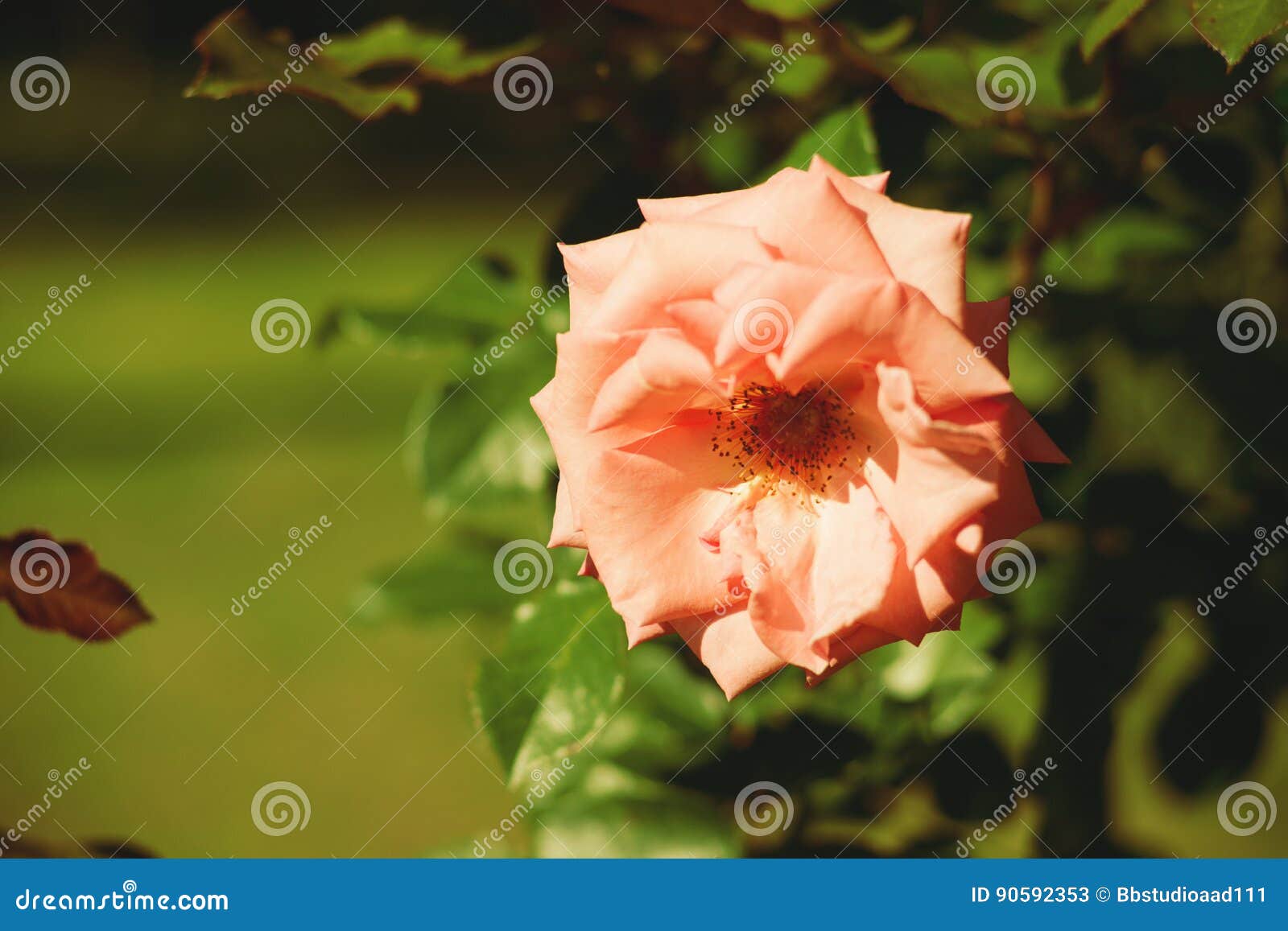 Wild rose in the garden stock image. Image of season - 90592353