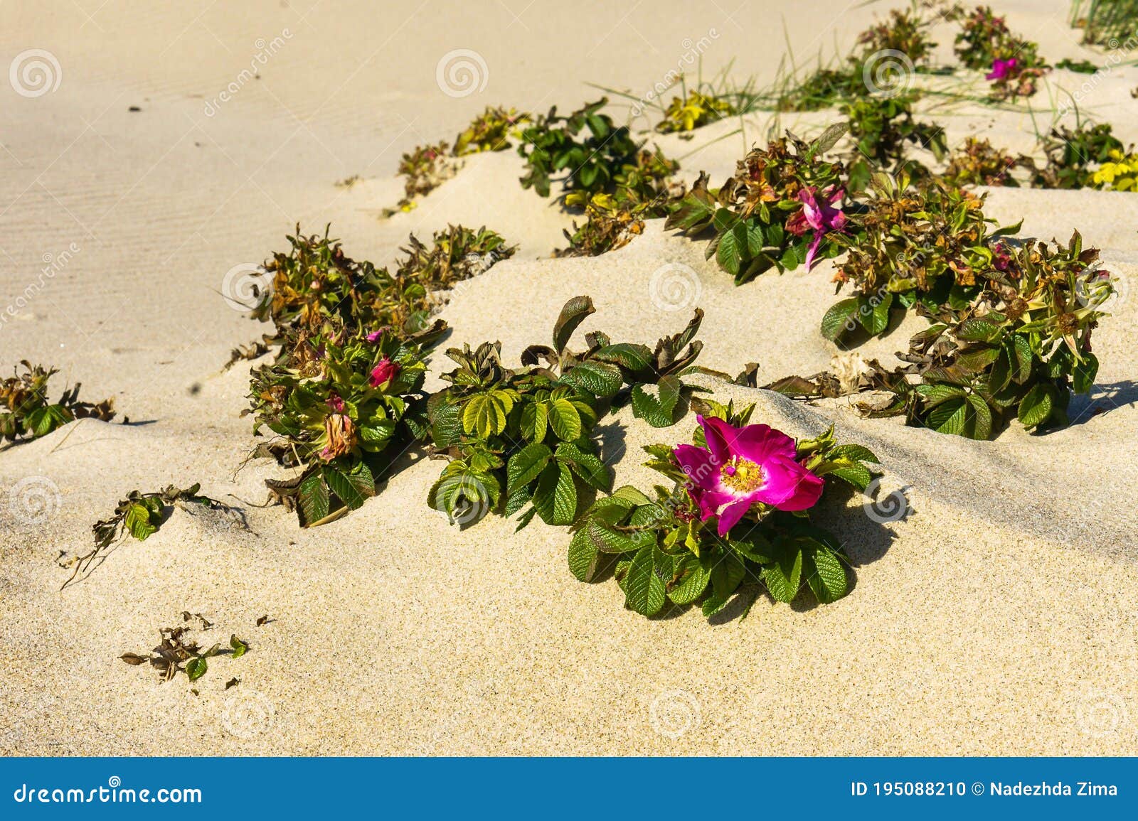 Wild Rose Growing on the Shore of the Baltic Sea, Shoots of the Wild ...