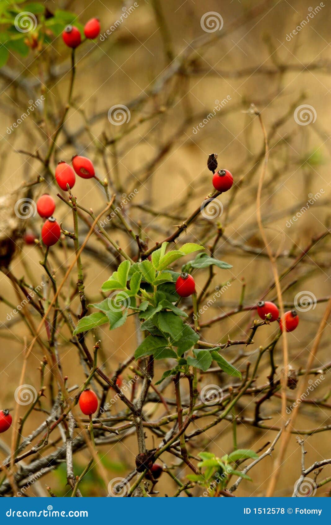 Wild rose hips stock photo. Image of canina, autumn, bright - 1512578