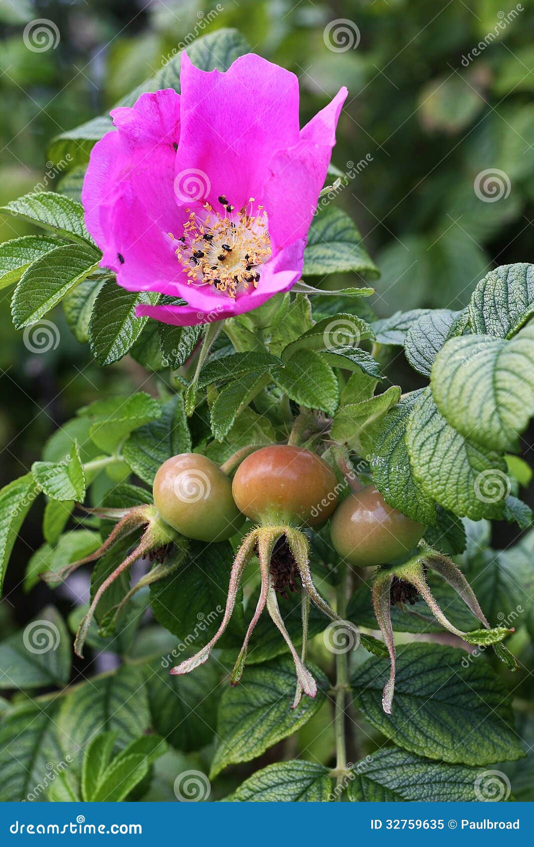 Wild rose and Hips. stock image. Image of seeds, spread - 32759635
