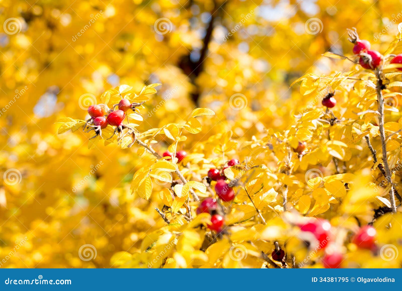 Wild Rose Hips on Bush in Autumn Stock Image - Image of tree, scarlet ...