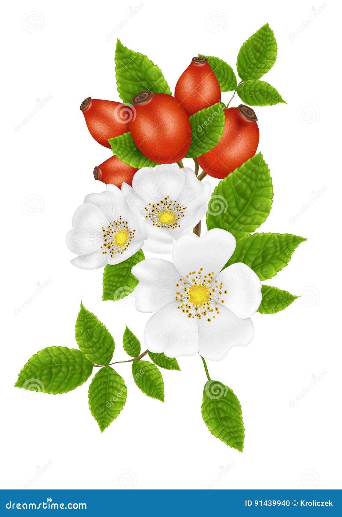 Wild Rose illustration. stock illustration. Illustration of llustration ...