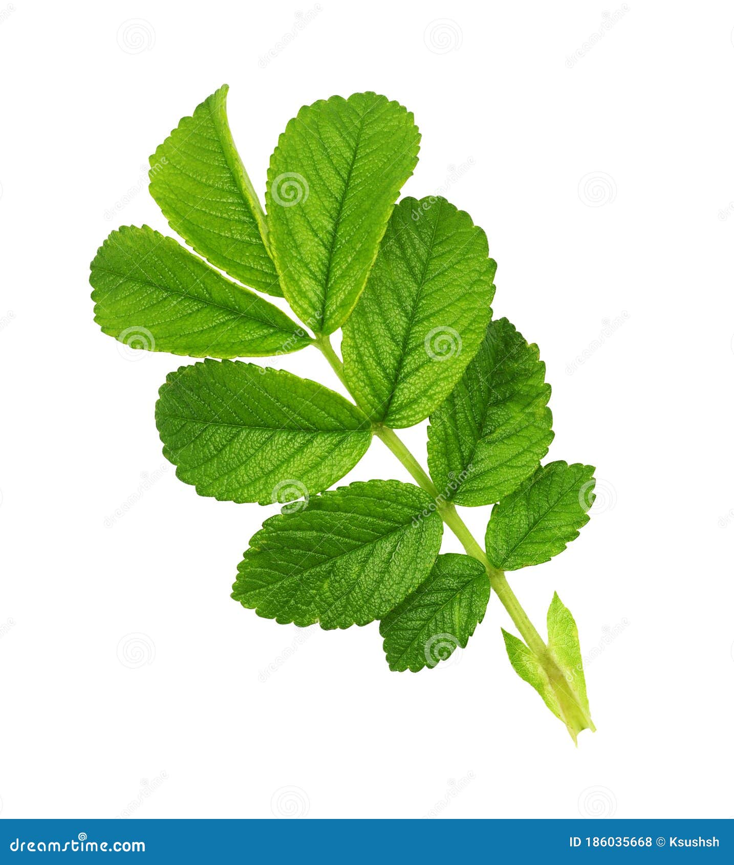 Wild rose leaves stock photo. Image of collection, springtime - 186035668