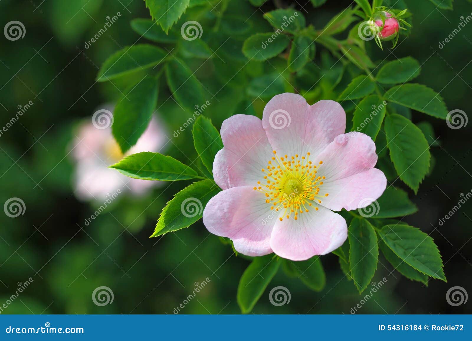 Wild rose stock photo. Image of herbal, rose, nature - 54316184