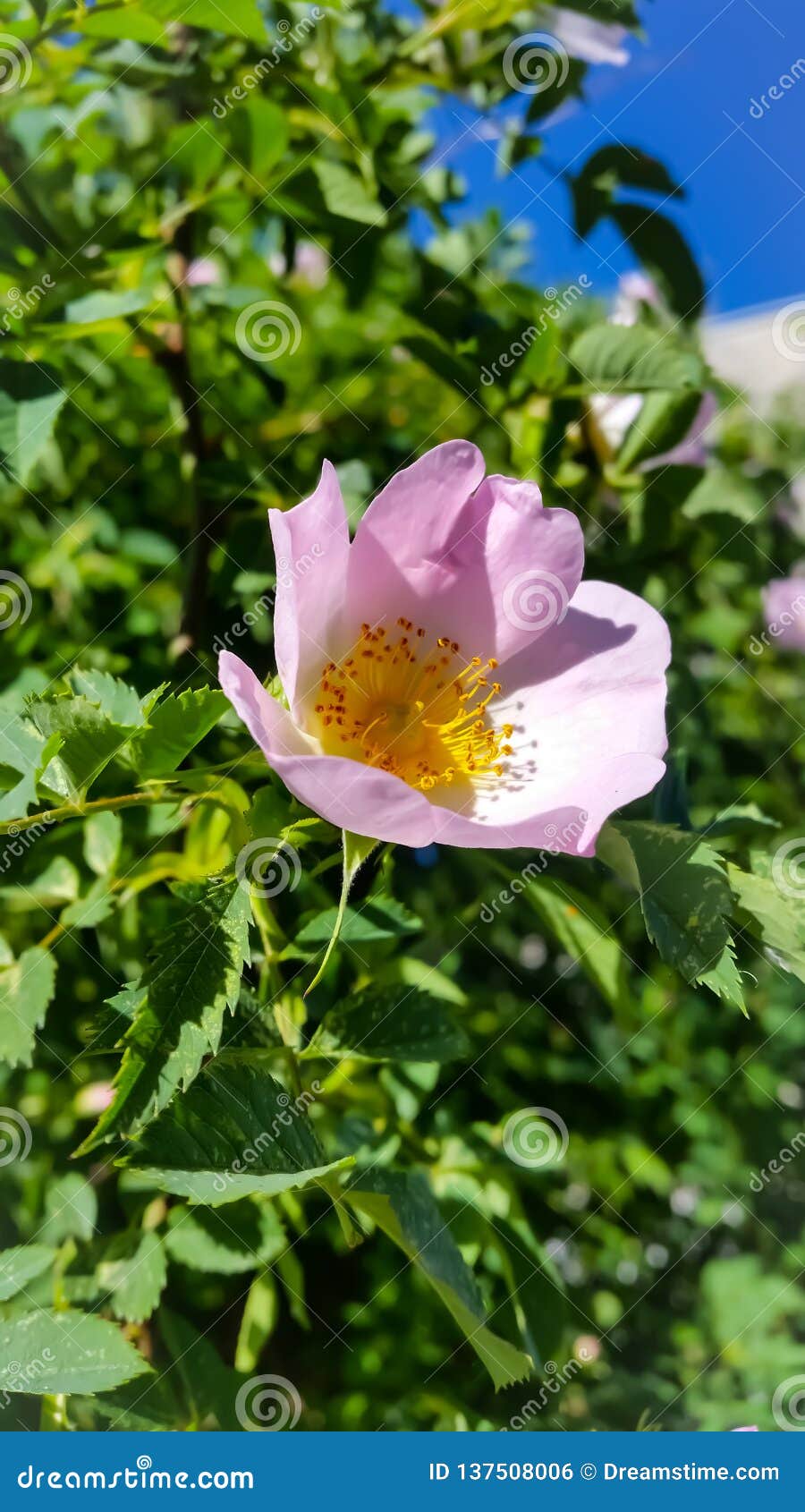 Wild rose stock photo. Image of wild, pink, green, rose - 137508006