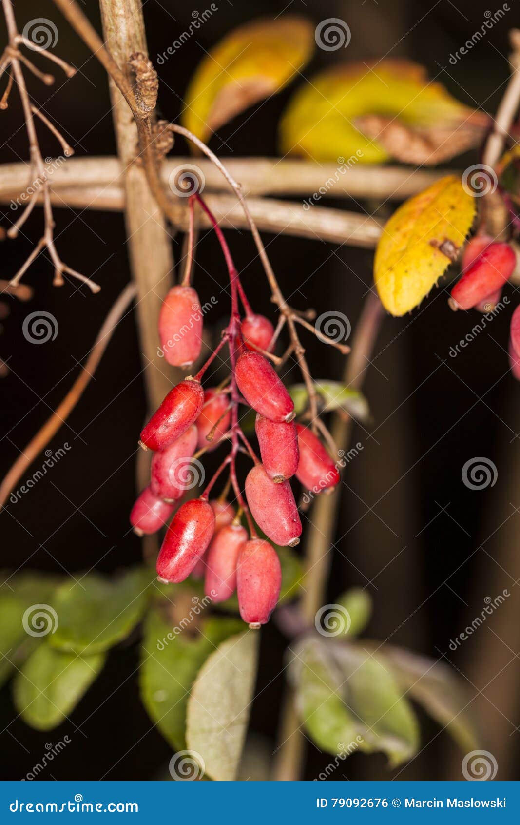 Wild Rose, Red Fruits, Close-up Stock Photo - Image of syrup, wild ...