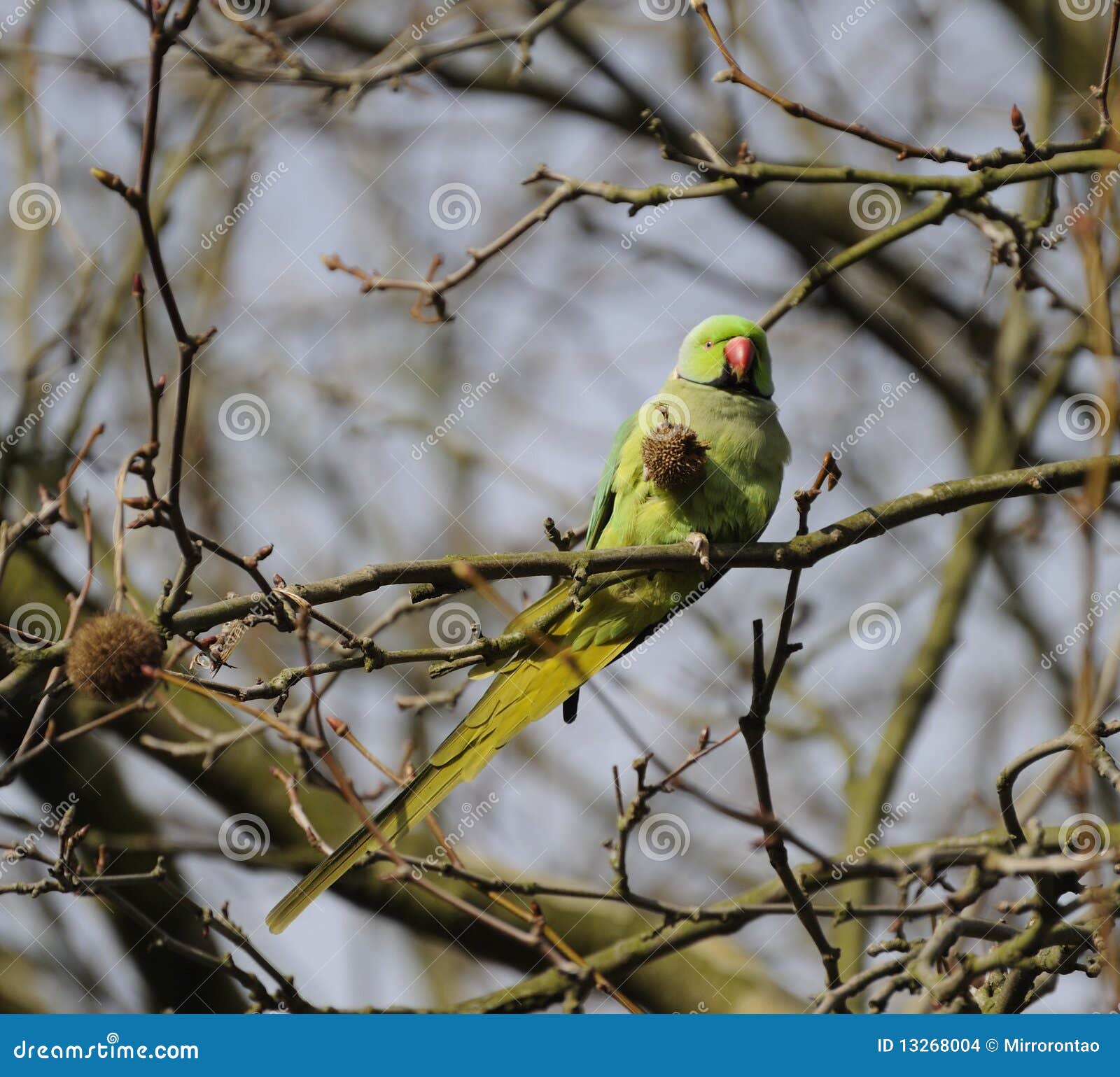 Wild rose ringed parakeet stock photo. Image of claw - 13268004