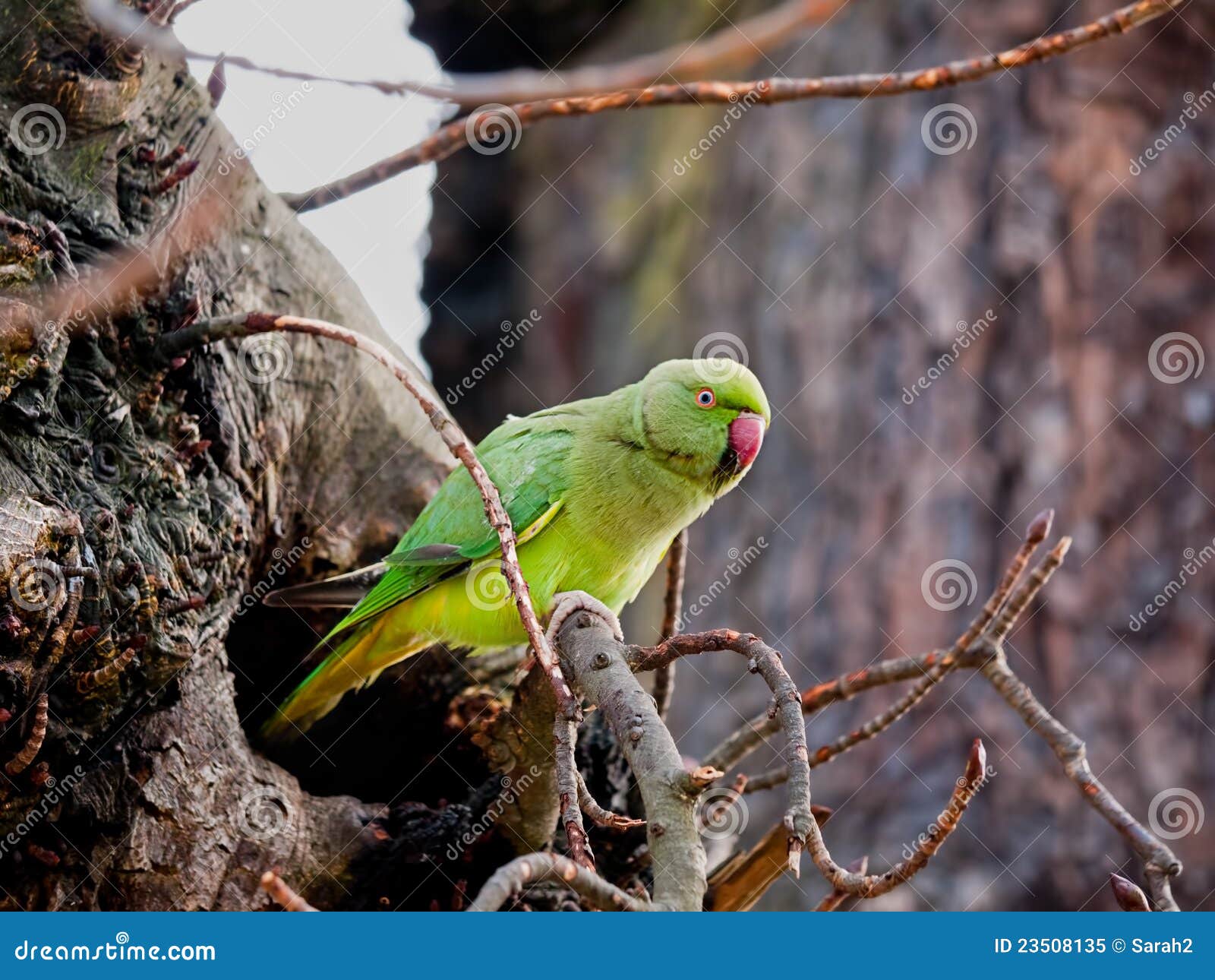 Wild Rose-ringed Parakeet Psittacula Kramer London Stock Image - Image ...