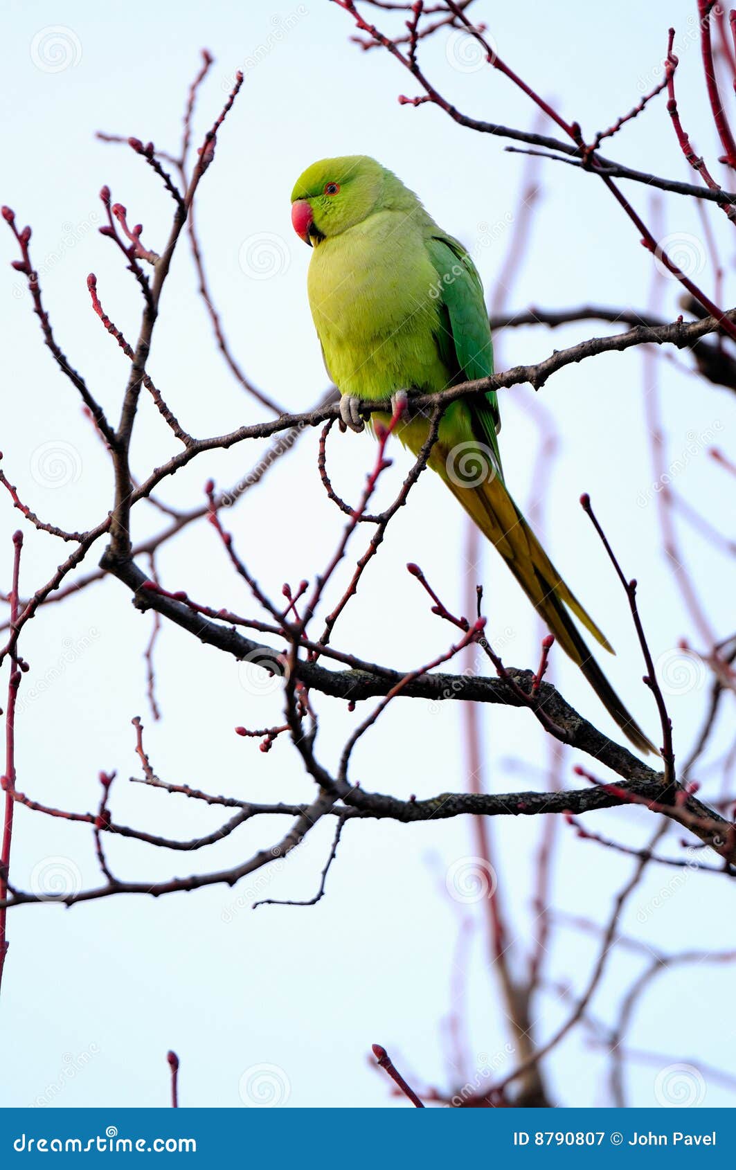 Wild Rose-ringed Parakeet in West London Stock Image - Image of animals ...
