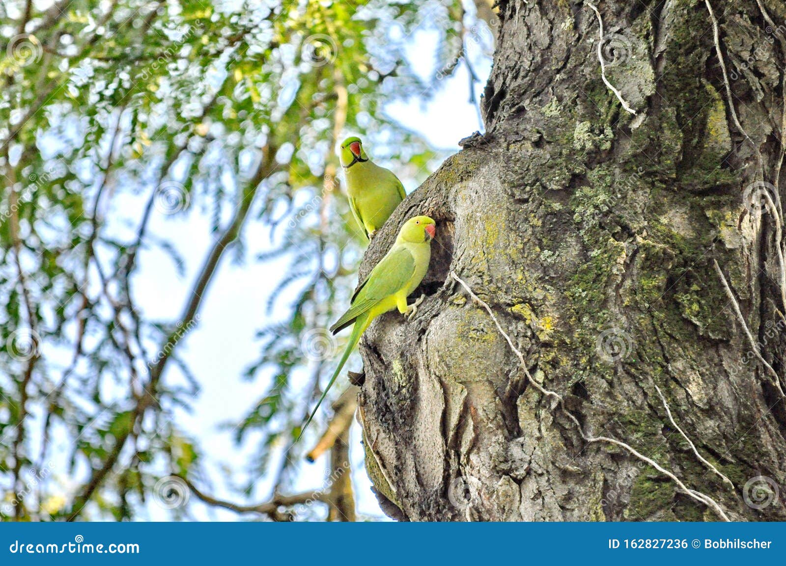 Wild Rose Ringed Parakeet stock photo. Image of organism - 162827236