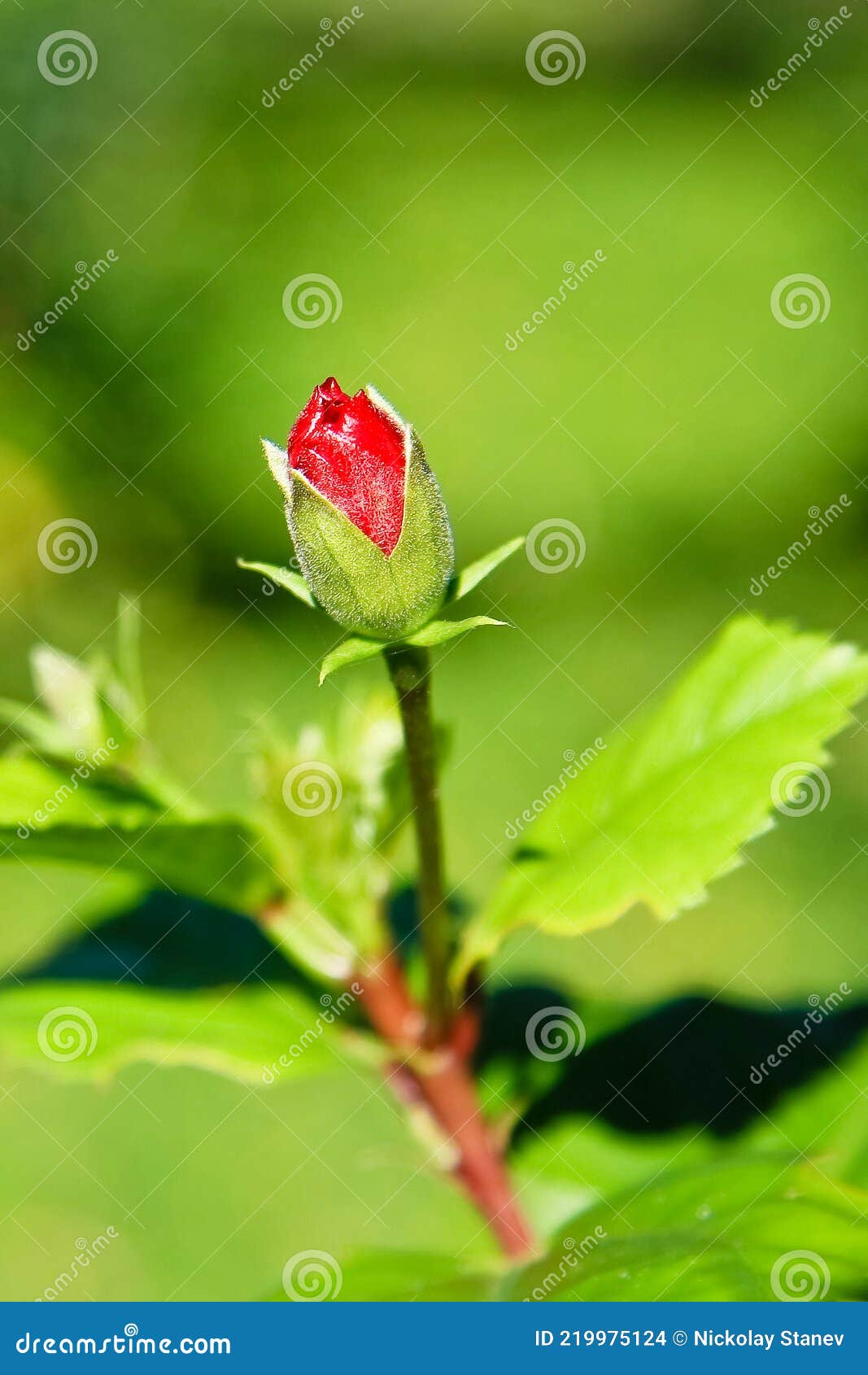 Wild Rose Bud stock photo. Image of diffuse, background - 219975124