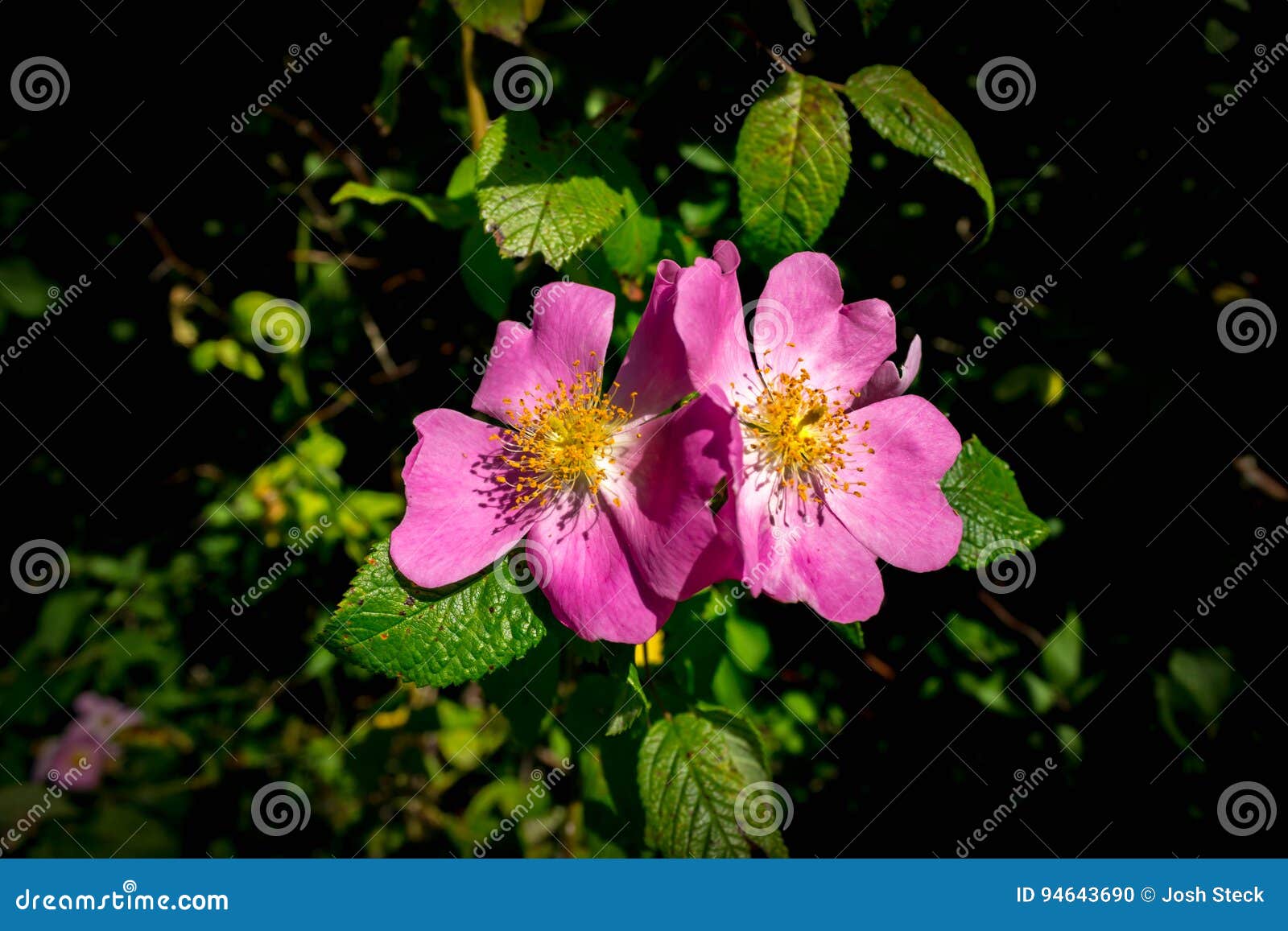 Wild rose Rosa woodsii stock photo. Image of plant, rosa - 94643690