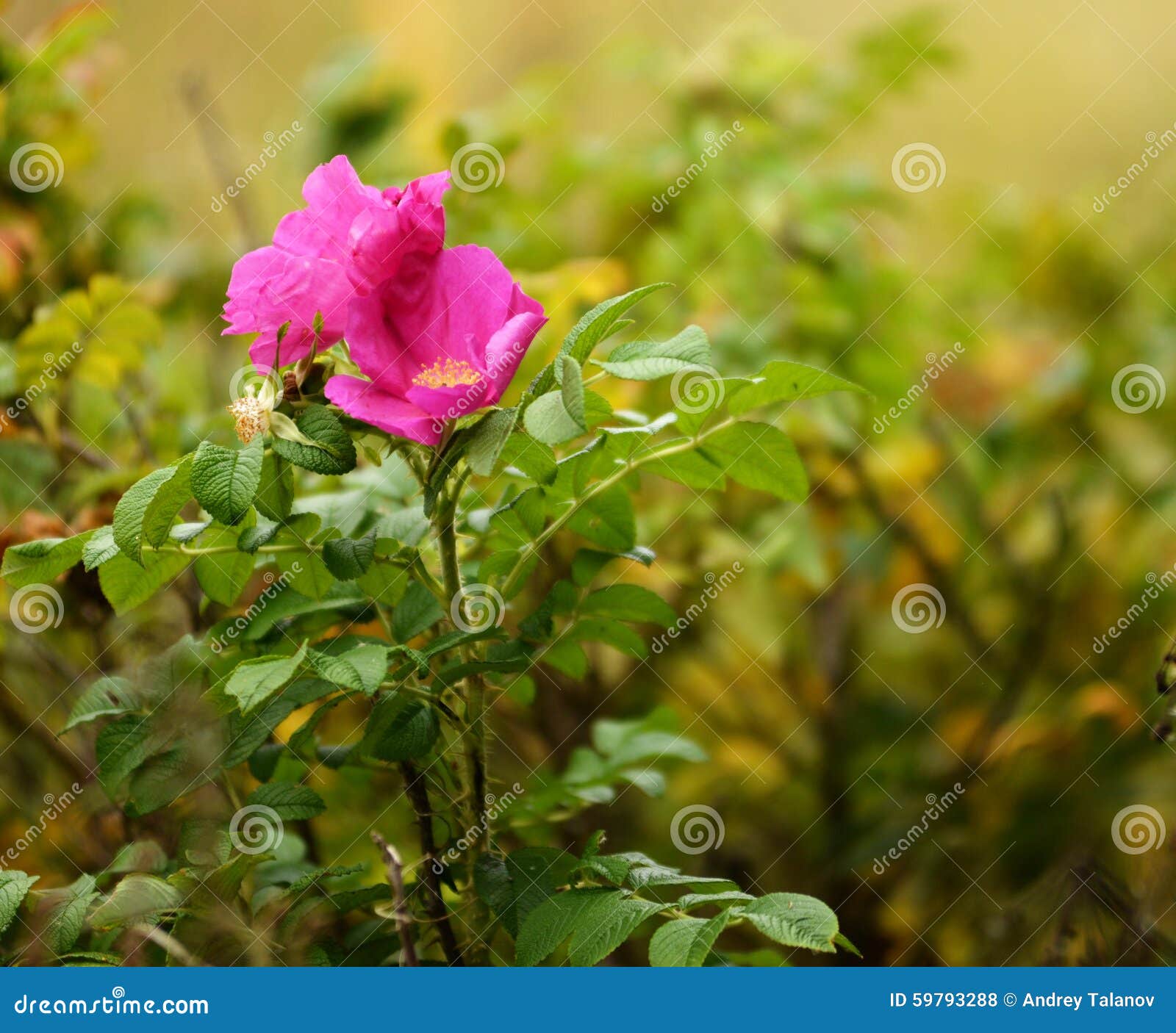 Wild rose stock photo. Image of summer, blooming, flower - 59793288