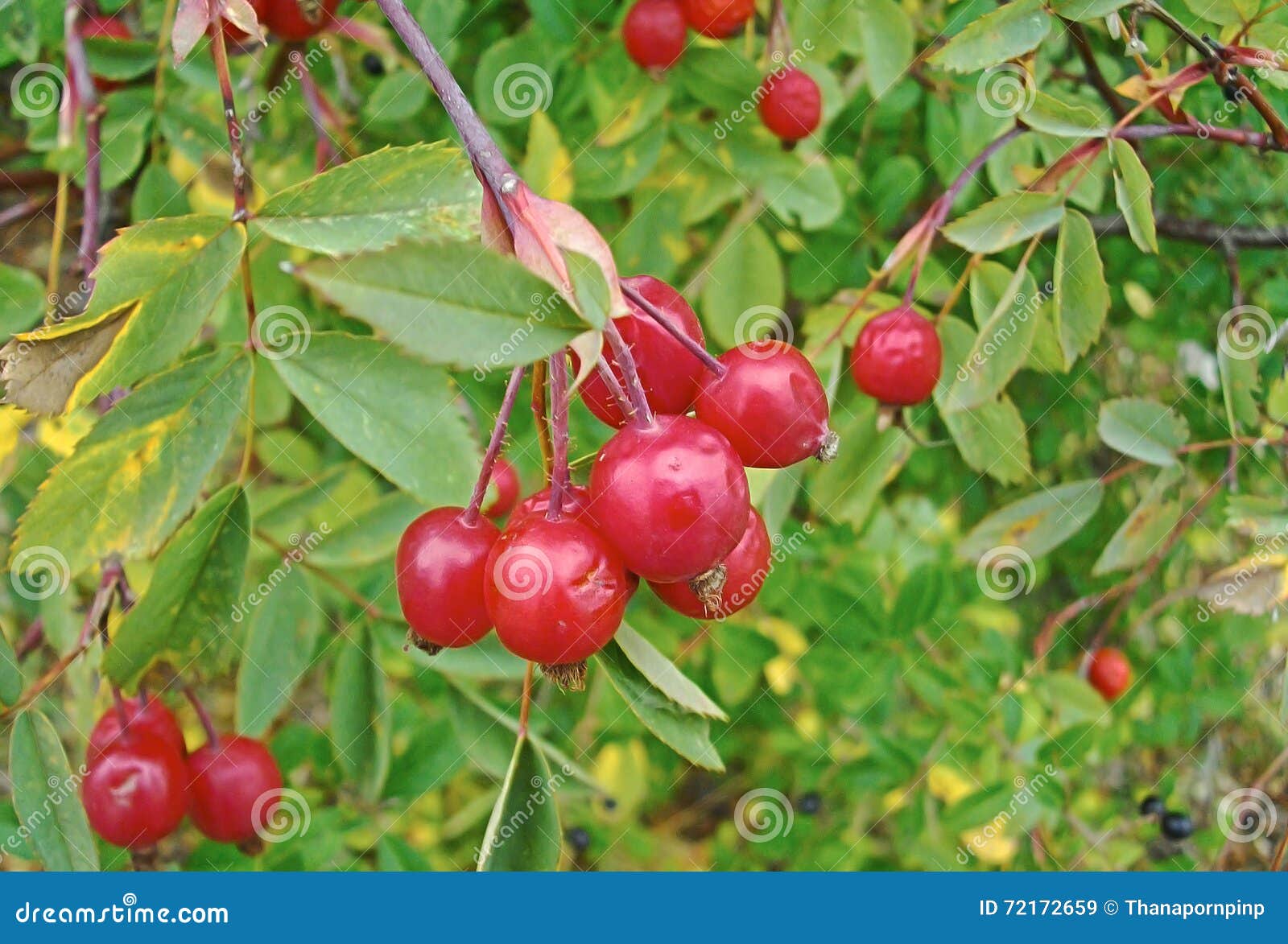 Wild Rose Seed in the Garden Stock Image - Image of natural, medical ...
