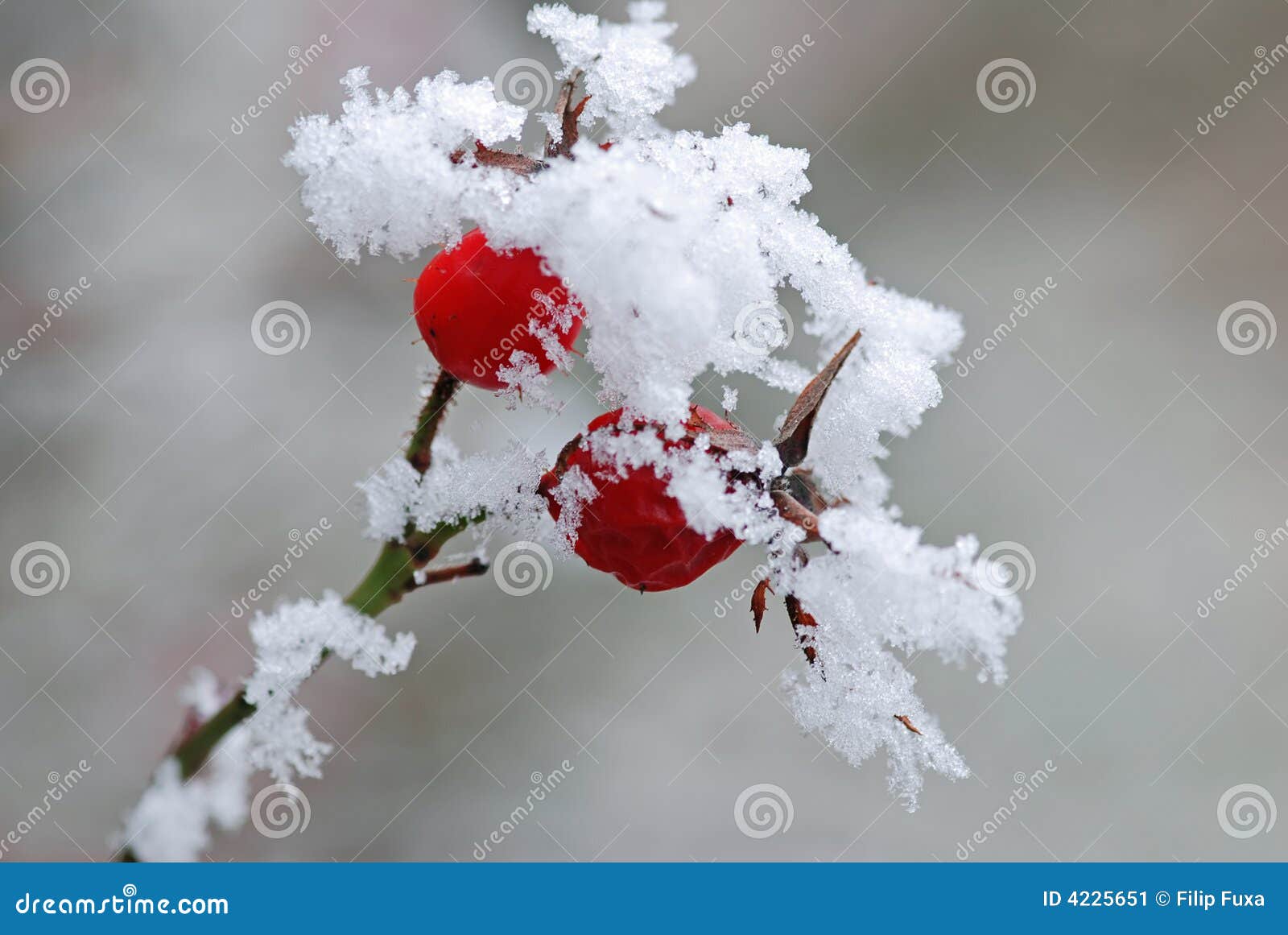 Wild rose with snow stock image. Image of thorn, chilly - 4225651