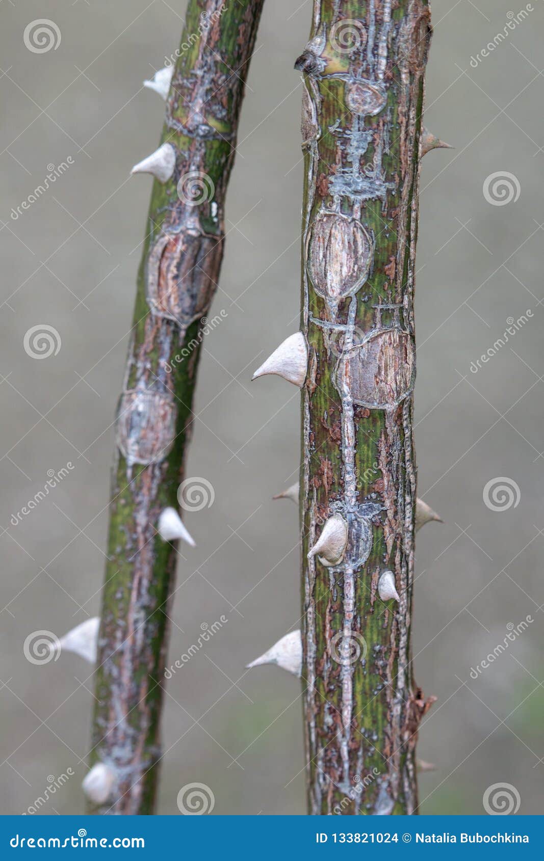 Wild Rose Stems with Large Sharp Thorns Stock Photo - Image of large ...