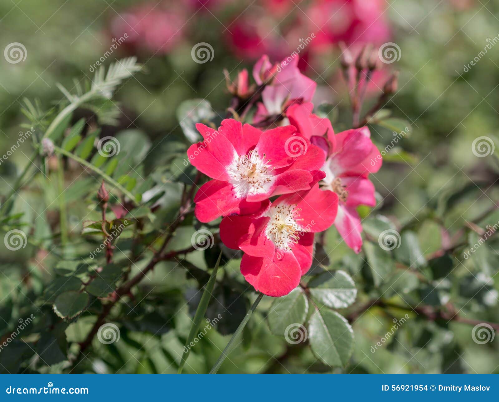 Wild rose in summer stock photo. Image of herb, flower - 56921954