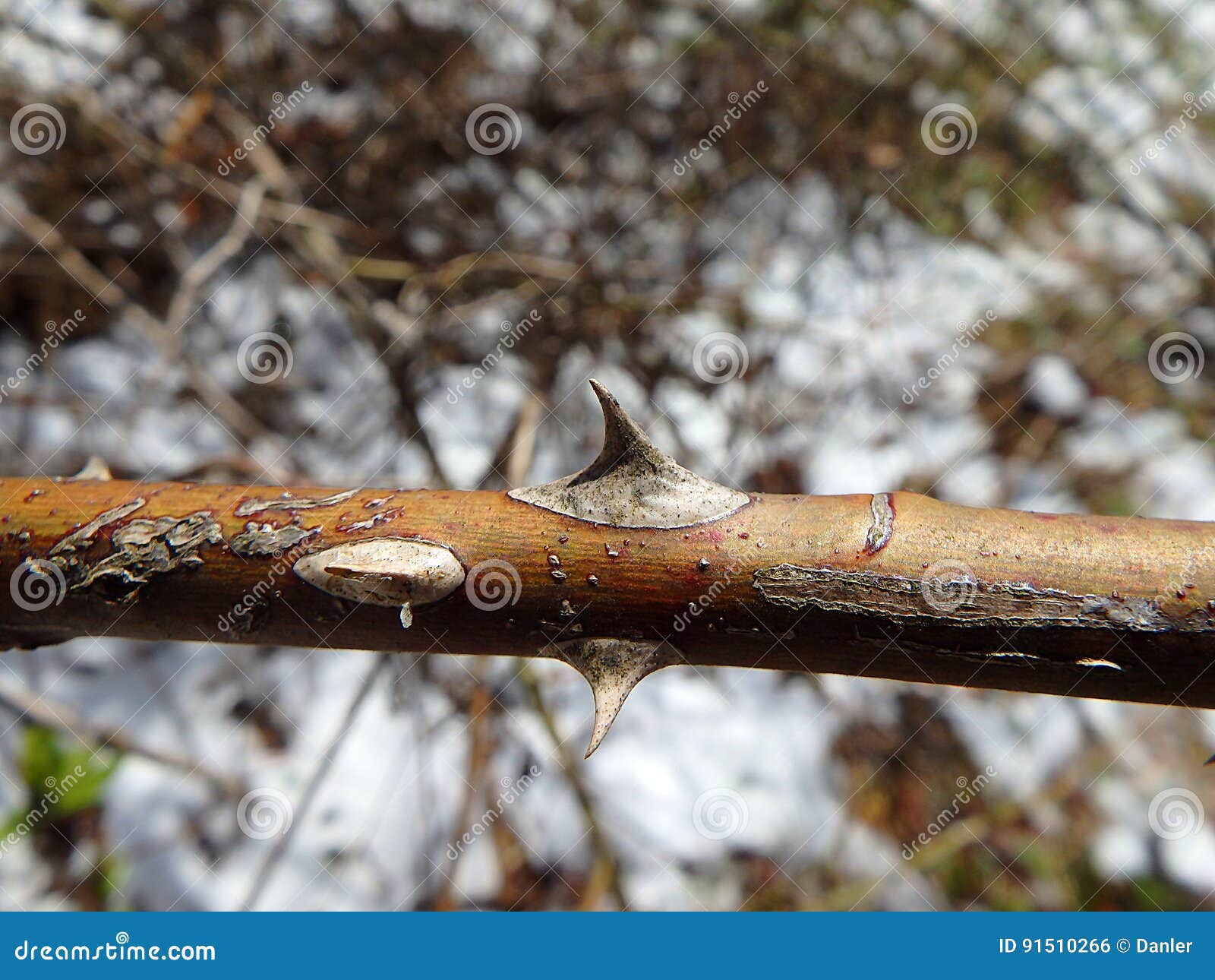 Wild rose thorn stock photo. Image of grow, closeup, cold - 91510266