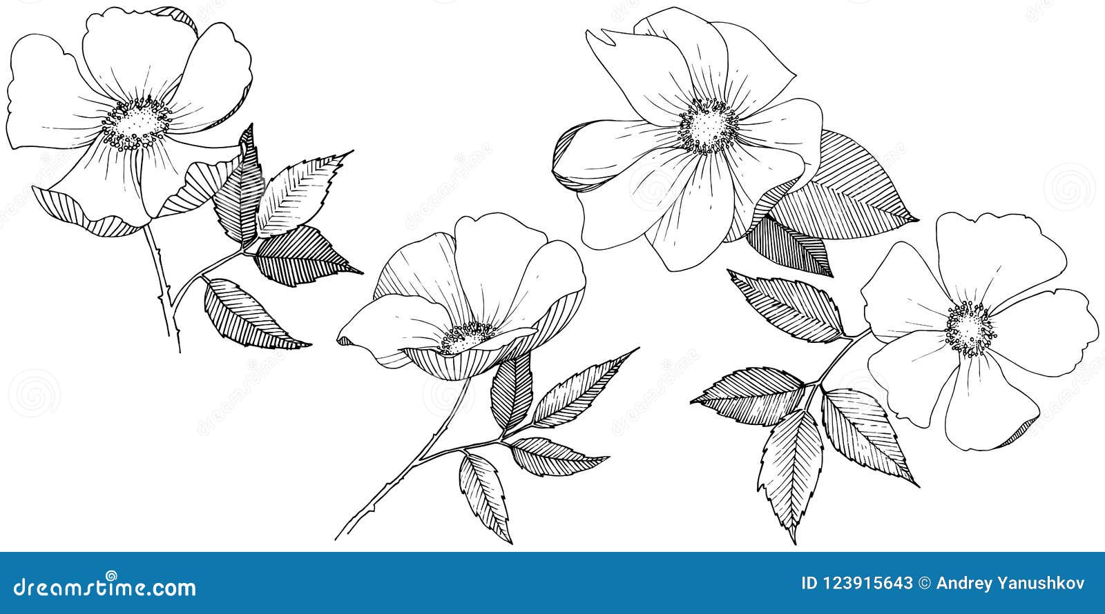 Wild Rose in a Vector Style Isolated. Stock Vector - Illustration of ...