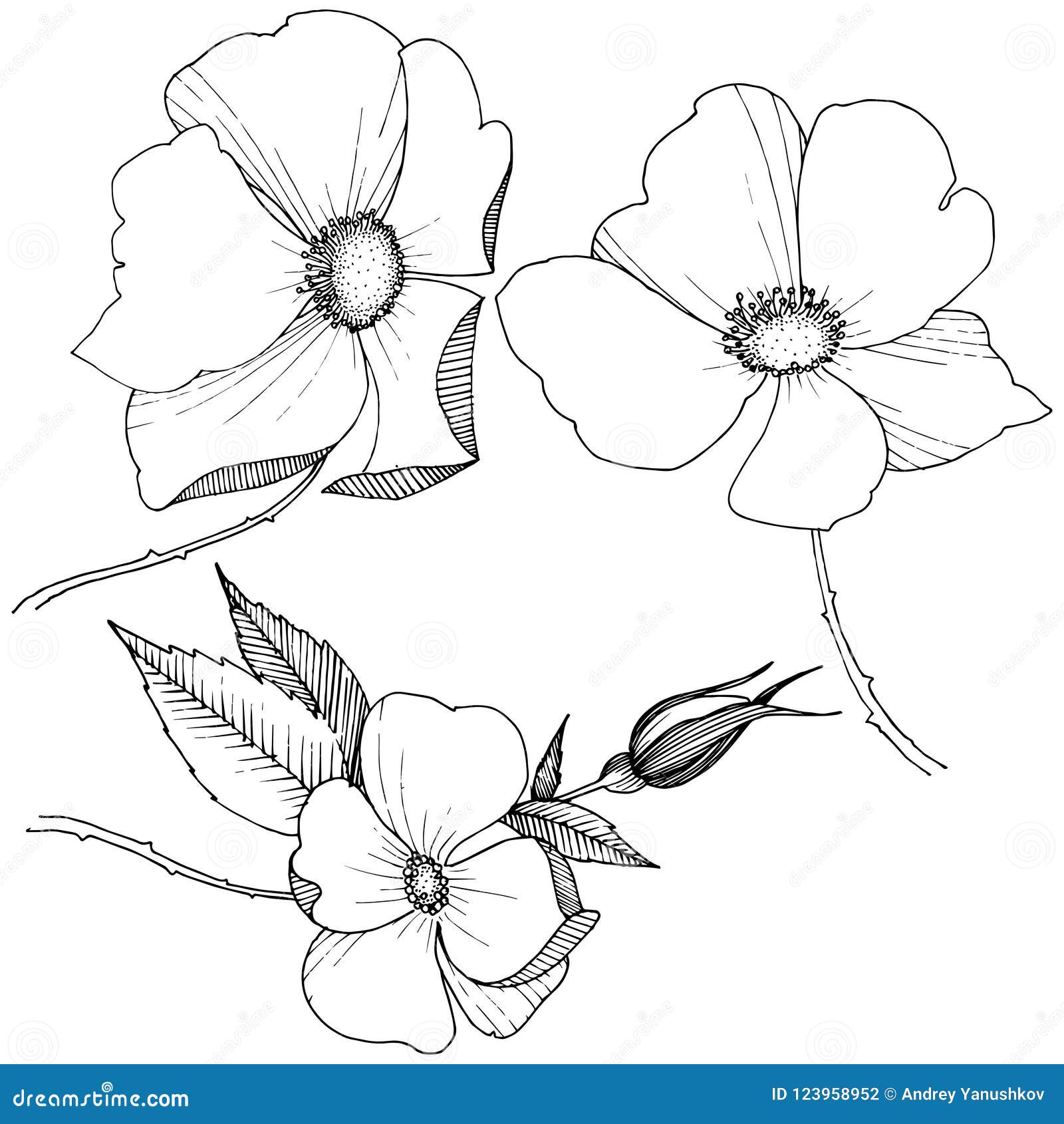 Wild Rose in a Vector Style Isolated. Stock Vector - Illustration of ...