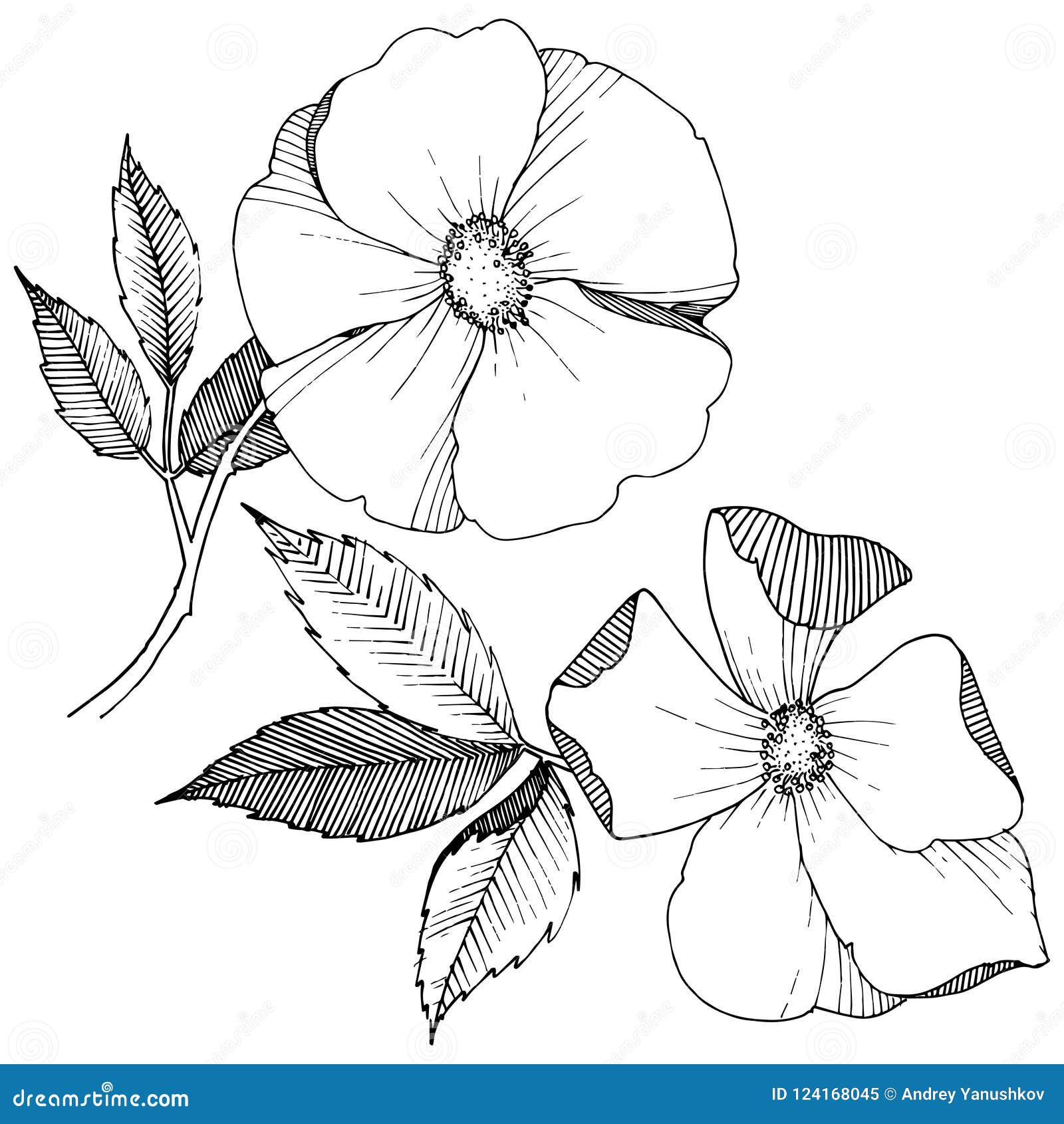 Wild Rose in a Vector Style Isolated. Stock Vector - Illustration of ...