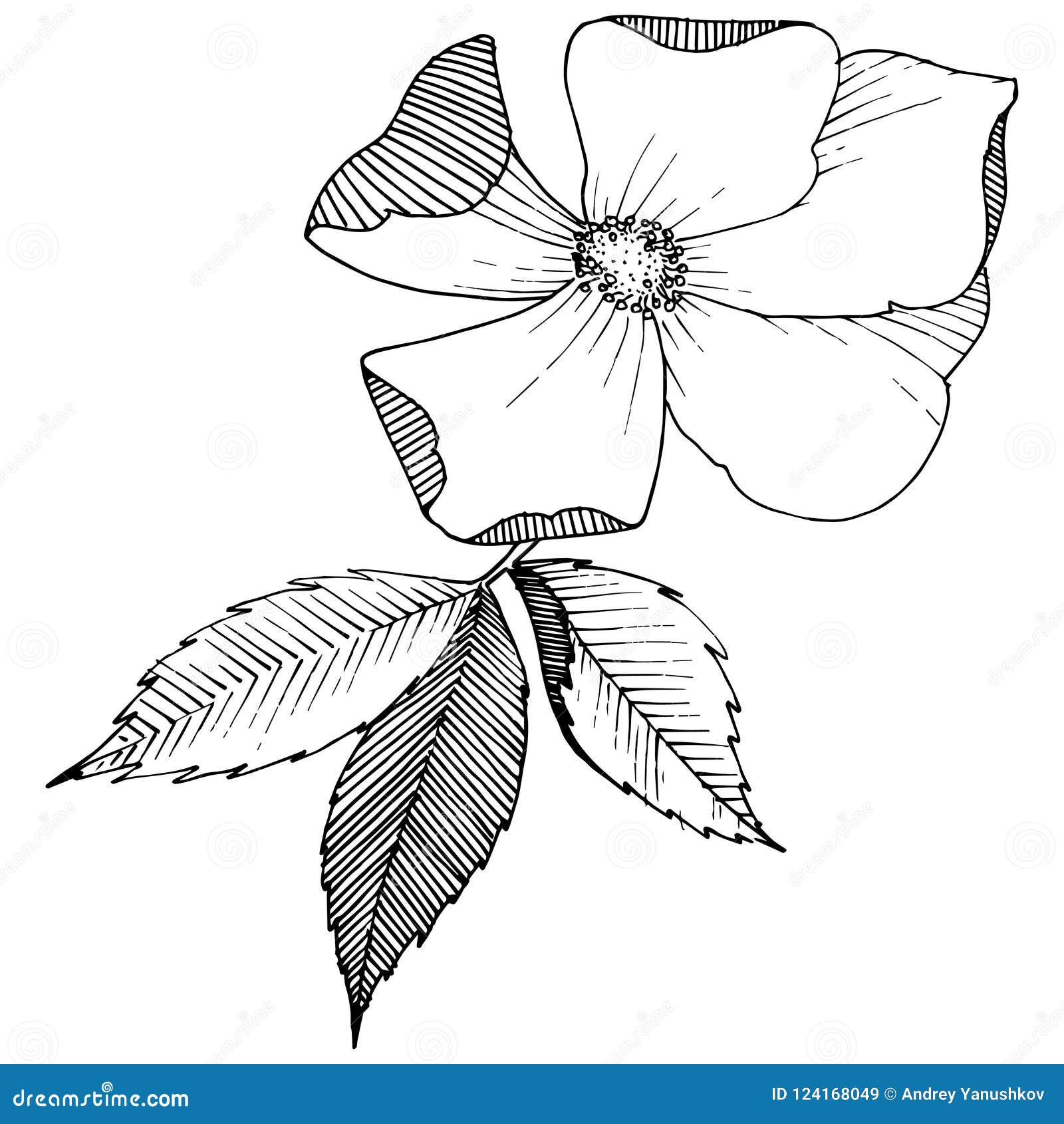 Wild Rose in a Vector Style Isolated. Stock Vector - Illustration of ...