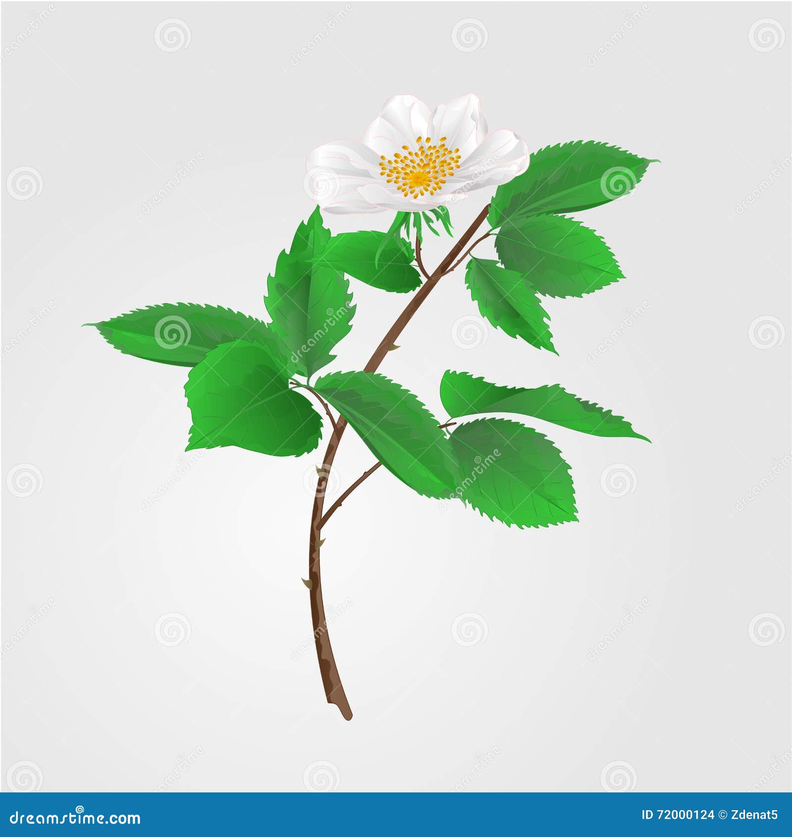 Wild rose vector stock vector. Illustration of vector - 72000124
