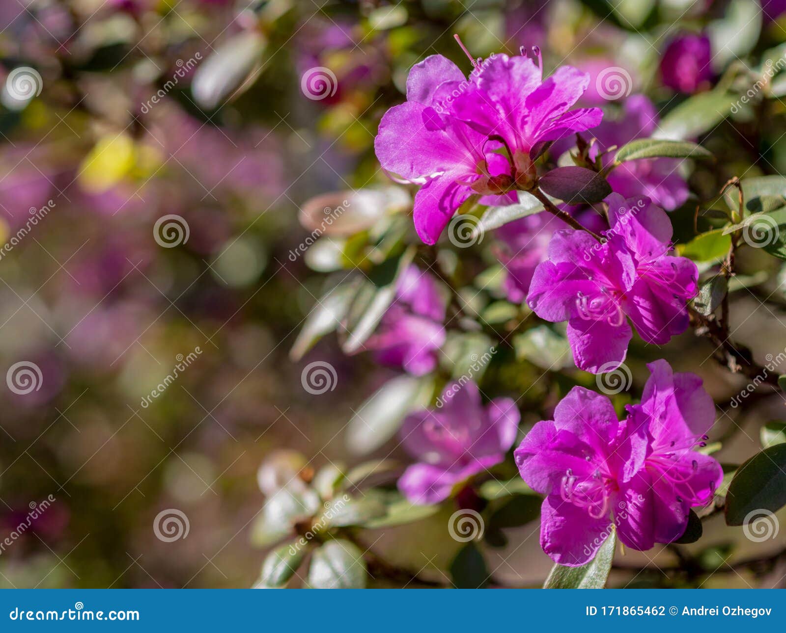 Wild Rosemary Flowers. Pink Spring Flowers Stock Photo - Image of ...