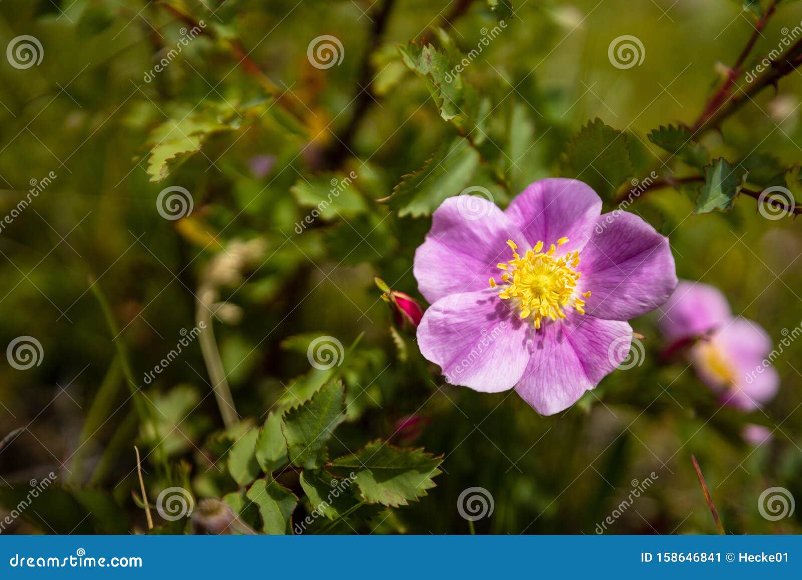 Wild Roses of Alberta stock image. Image of alberta - 158646841
