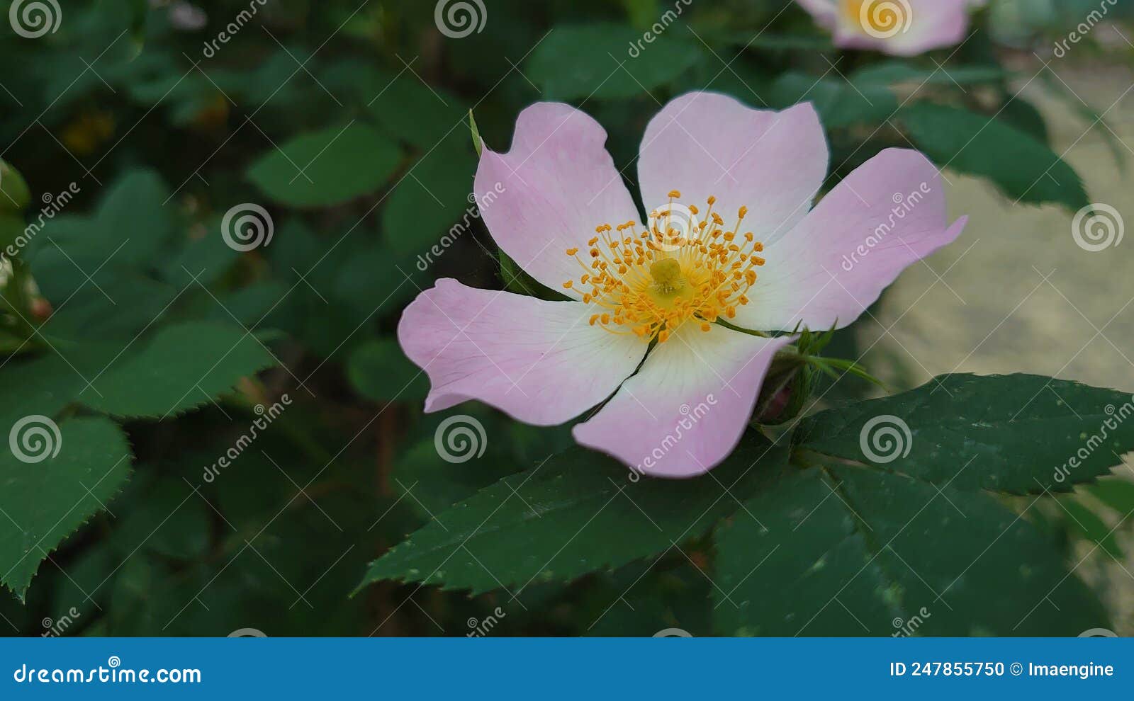 Wild Roses or Brier Flowers in Full Bloom Ready for Pollination Stock ...