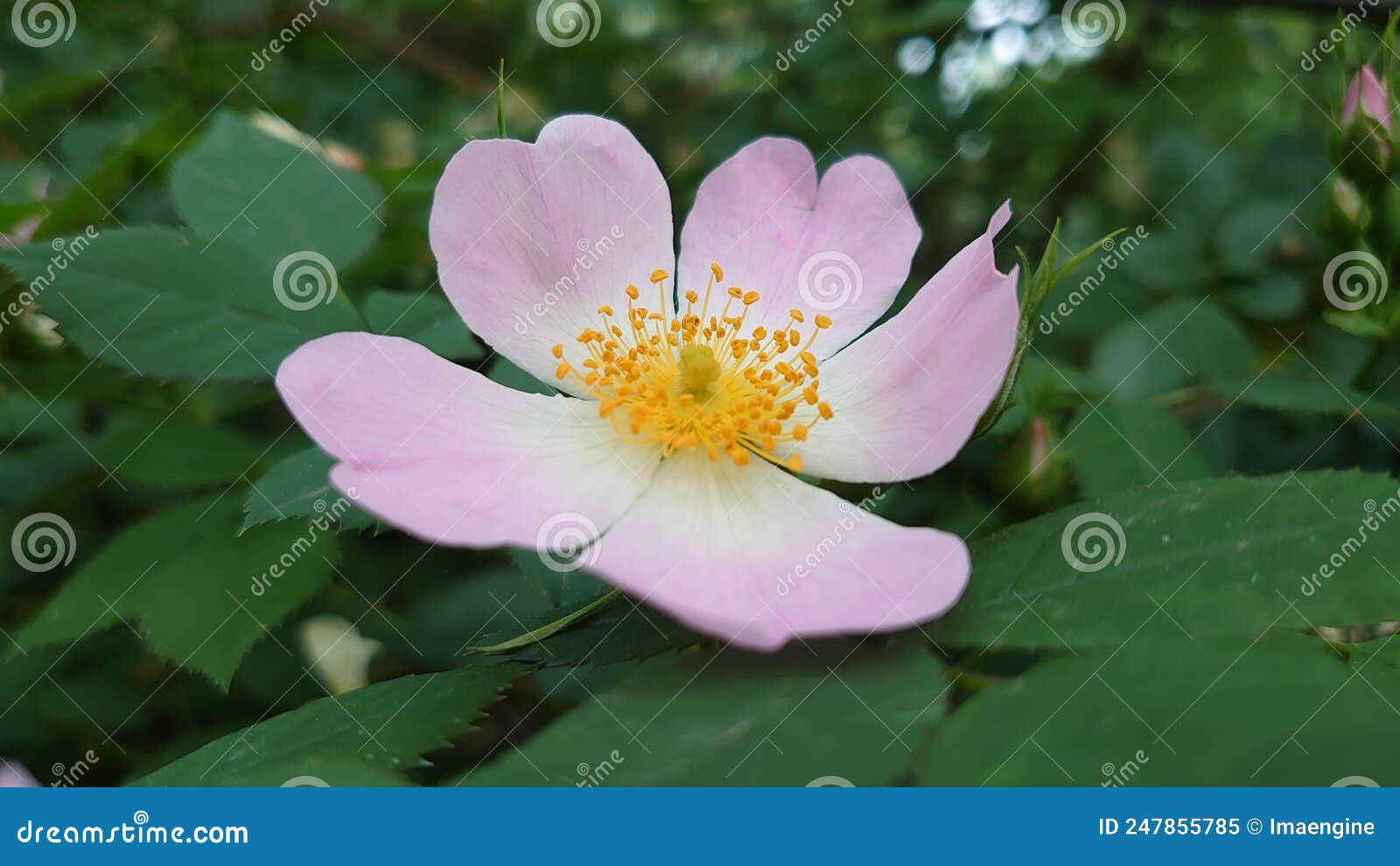 Wild Roses or Brier Flowers in Full Bloom Ready for Pollination Stock ...
