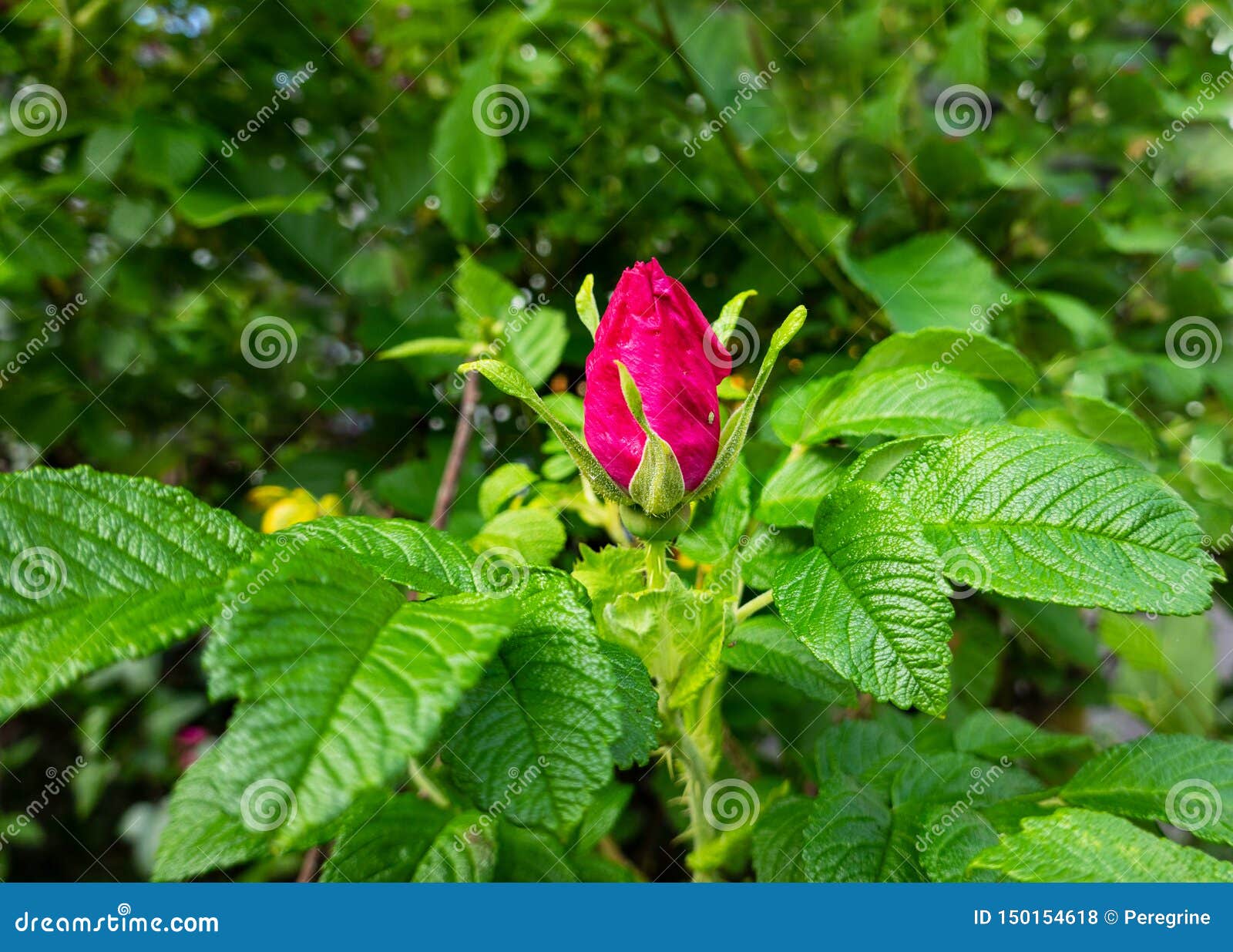 Wild roses bud stock photo. Image of bush, leaves, botany - 150154618