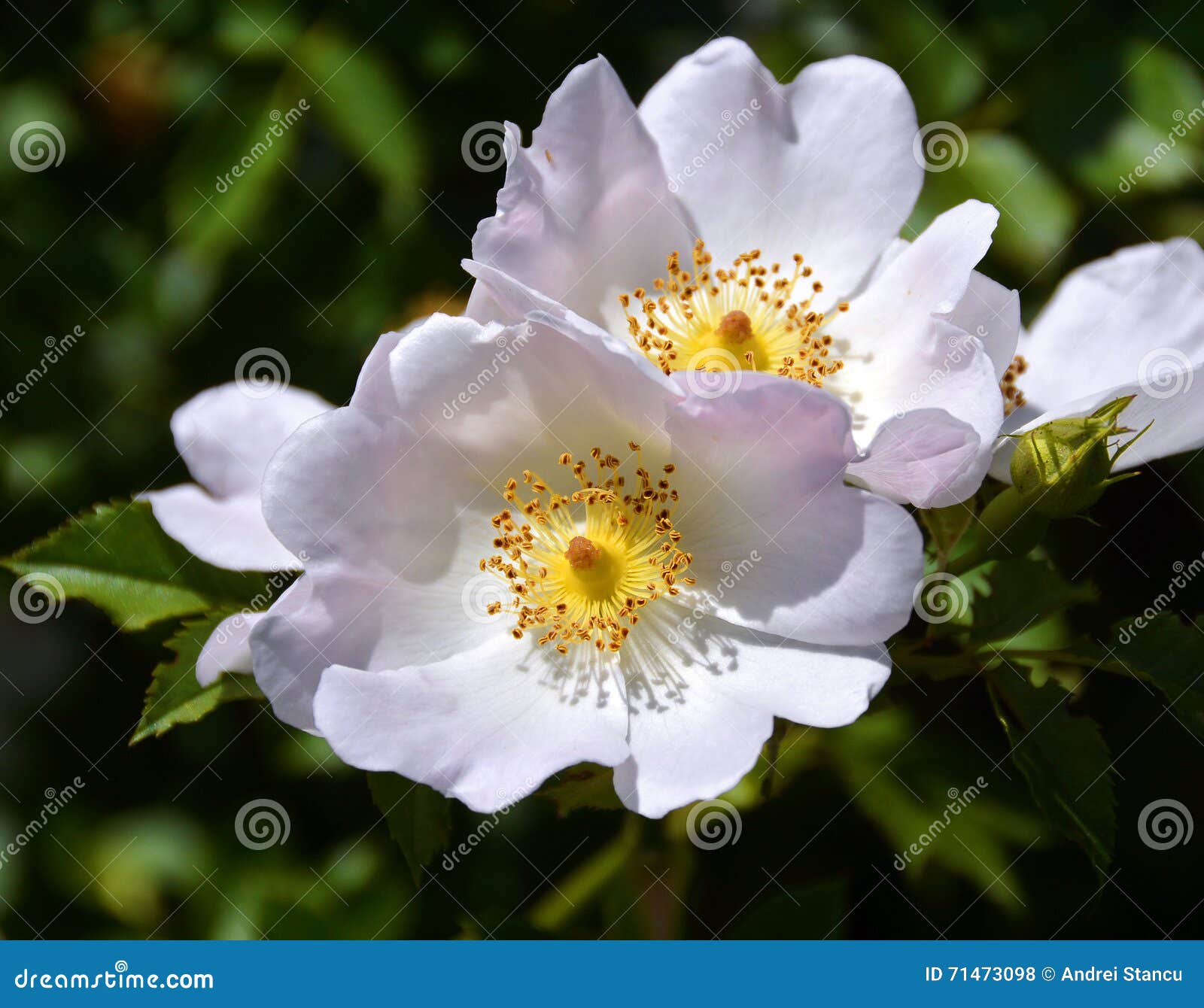 Wild Roses stock photo. Image of buds, rose, bunch, little - 71473098