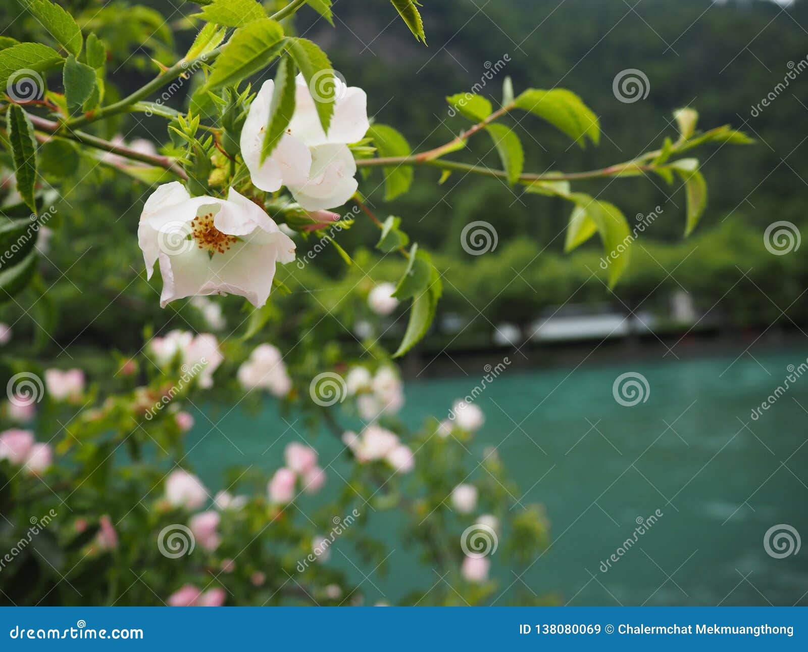 Wild Roses Next To the Green Stream Stock Image - Image of white, heart ...