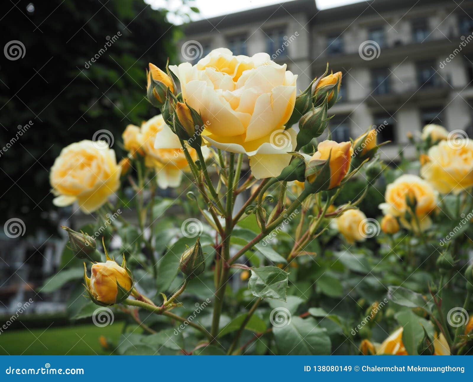 Wild Roses Next To the Green Stream Stock Image - Image of wild ...